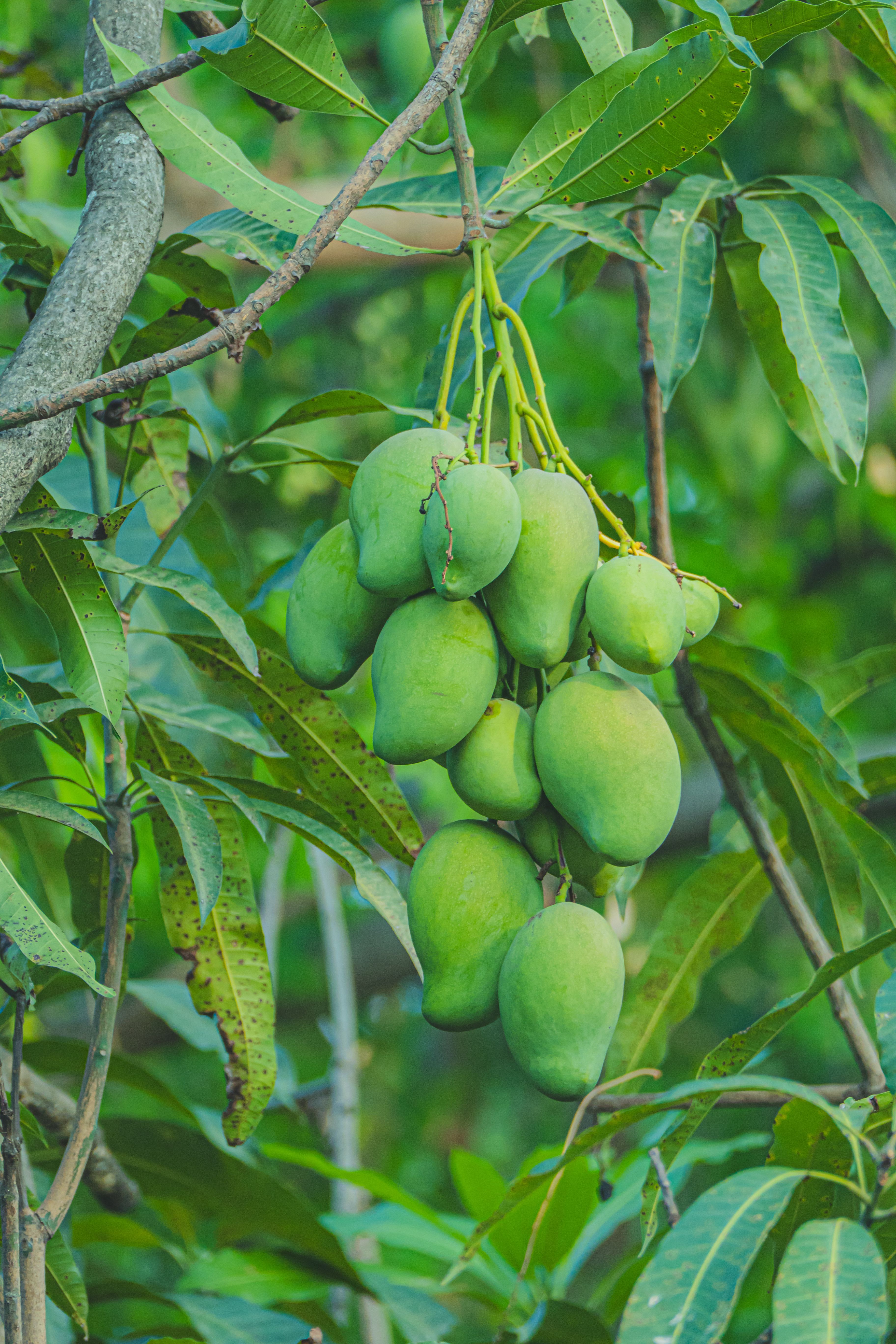 Racimo De Mangos Verdes En La Rama De Un árbol · Foto de stock gratuita