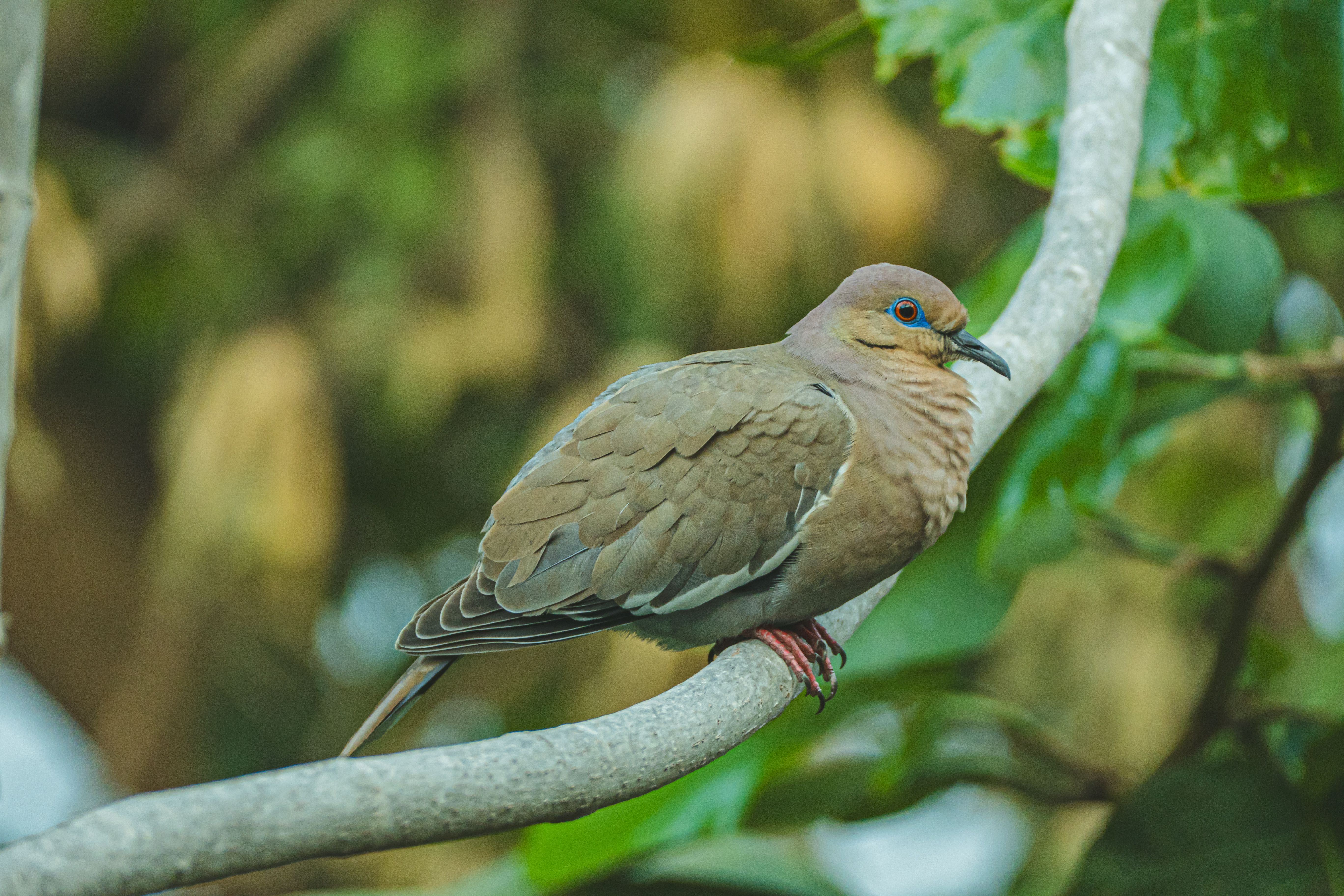 Close-up Photograph of Mourning Dove Perched on Branch · Free Stock Photo