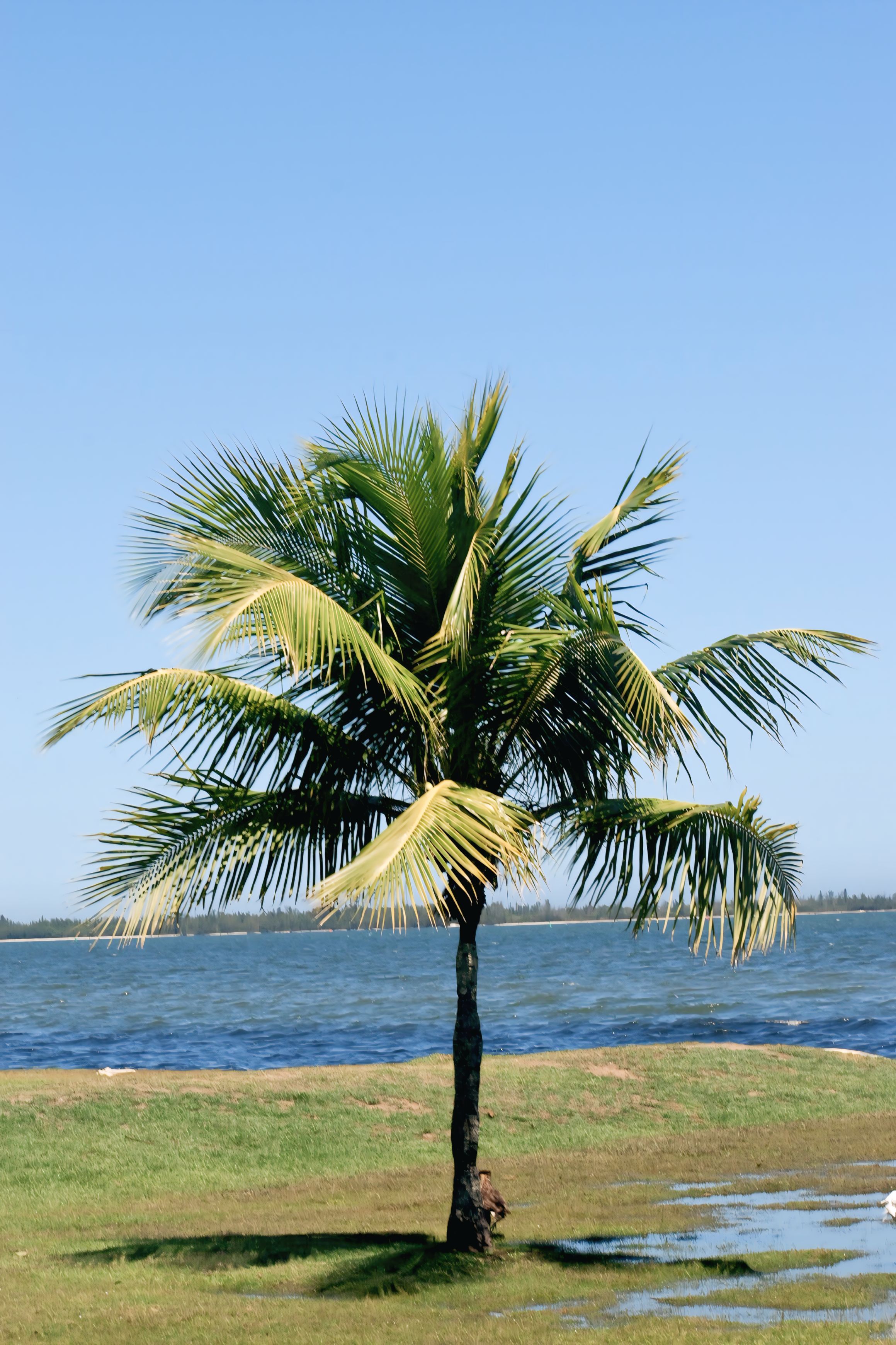 Solitary Palm Tree by the Ocean Shoreline · Free Stock Photo