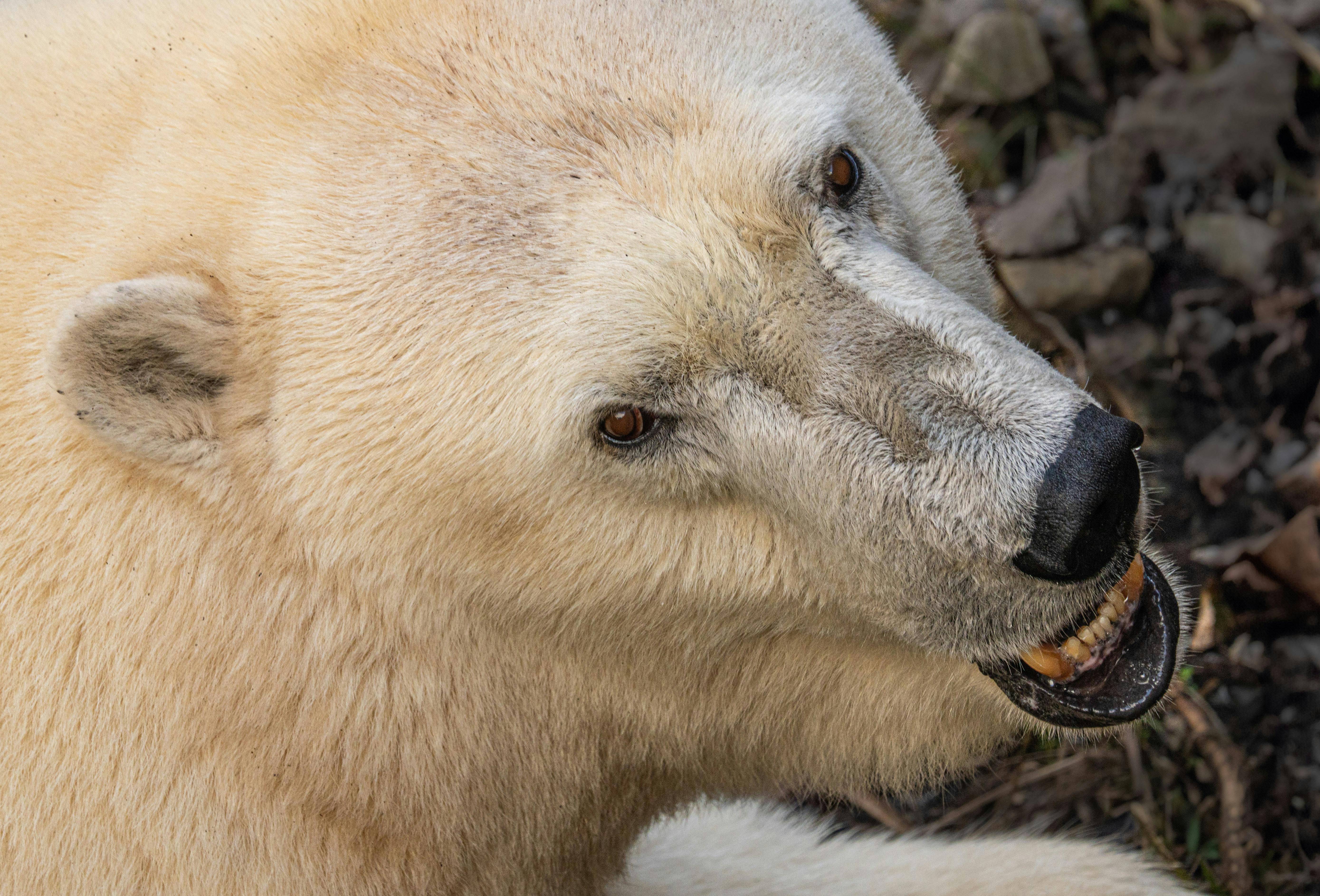 Swing Teeth Photos, Download The BEST Free Swing Teeth Stock Photos ...