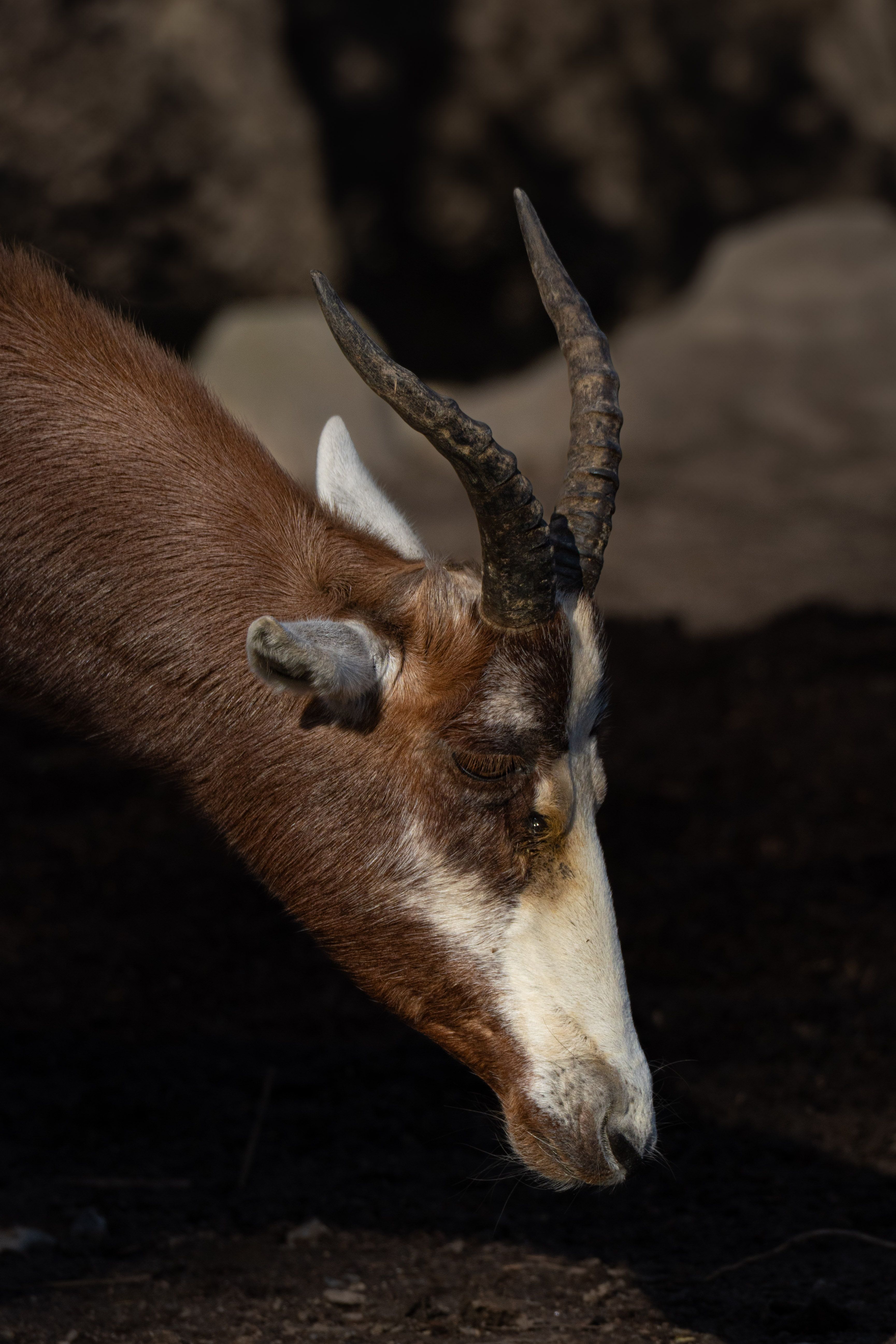 Close-up of Blesbok Antelope in Danish Zoo · Free Stock Photo