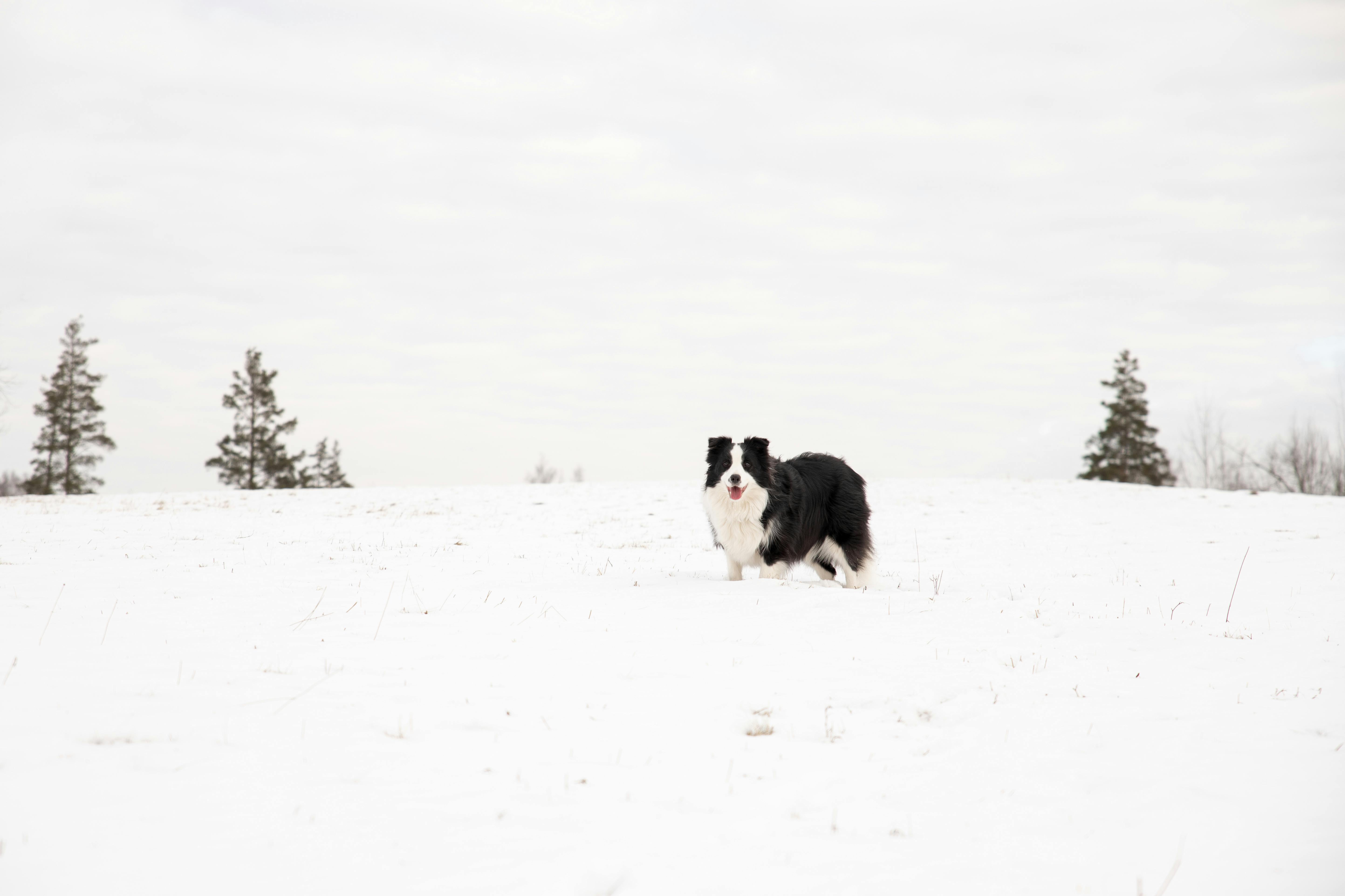 Border Collie Enjoying a Snowy Winter Landscape · Free Stock Photo