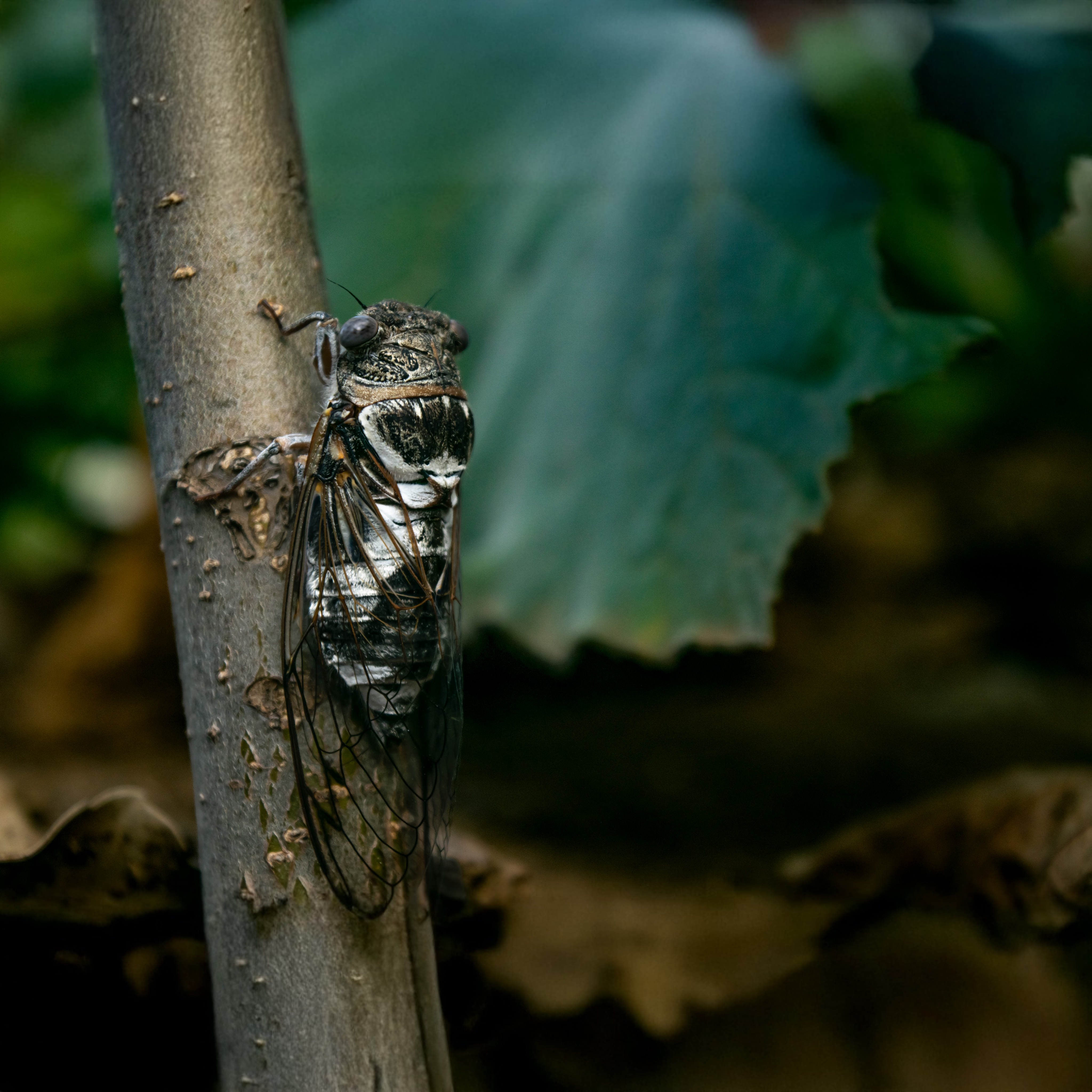 Detailed Macro Shot of Cicada on Tree Trunk · Free Stock Photo