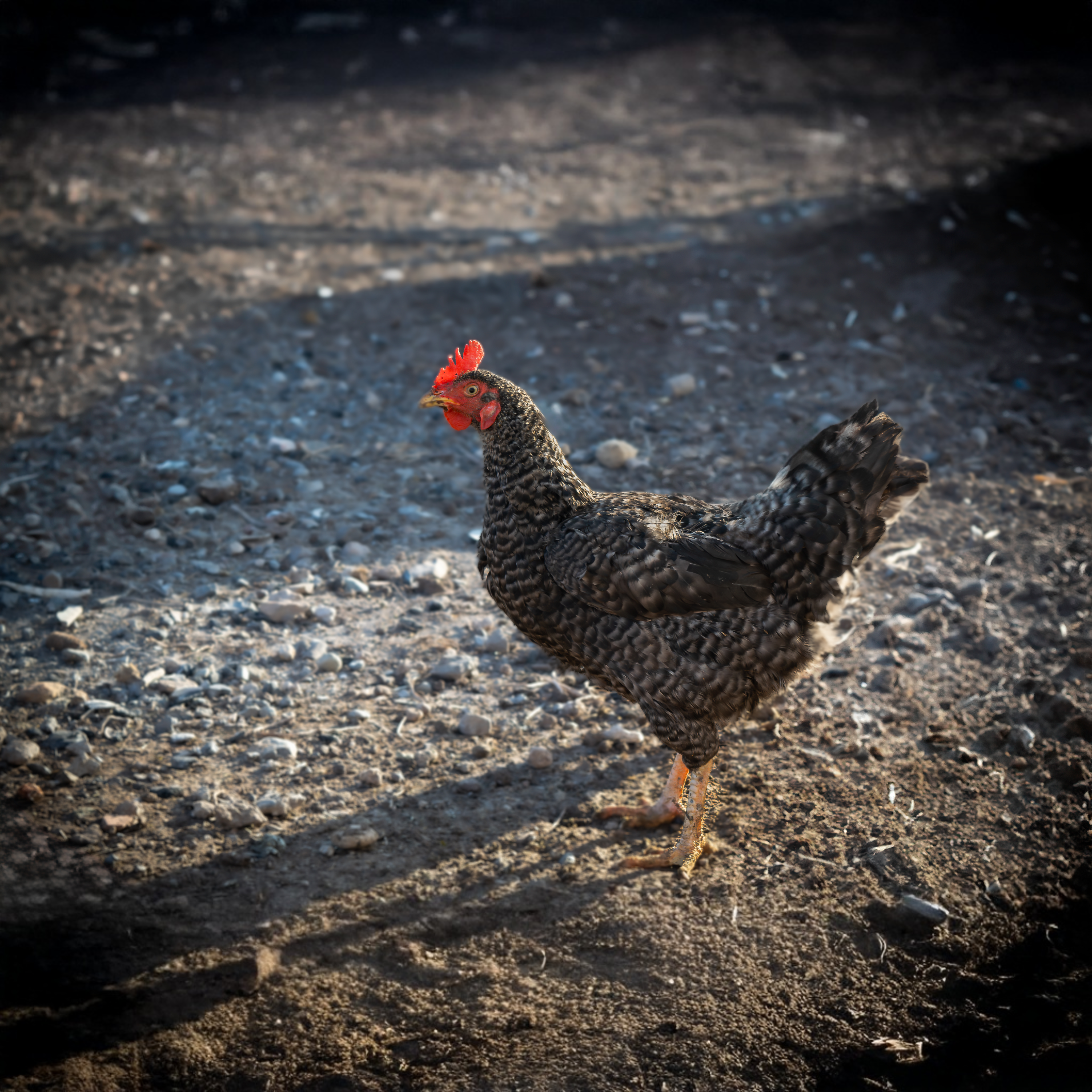 Beautiful Chicken in Natural Light Outdoors · Free Stock Photo