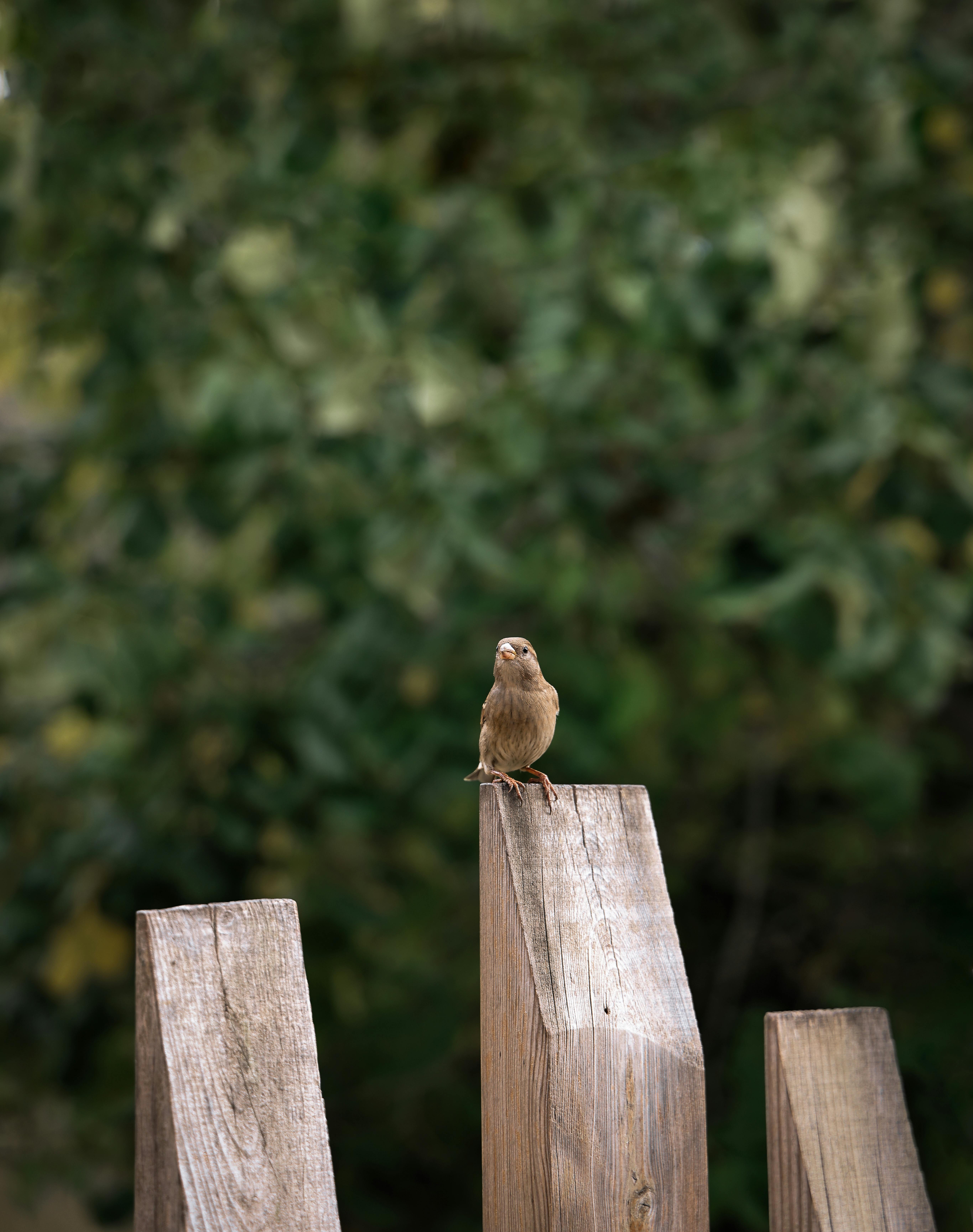 Sparrow Perched on Wooden Post Outdoors · Free Stock Photo