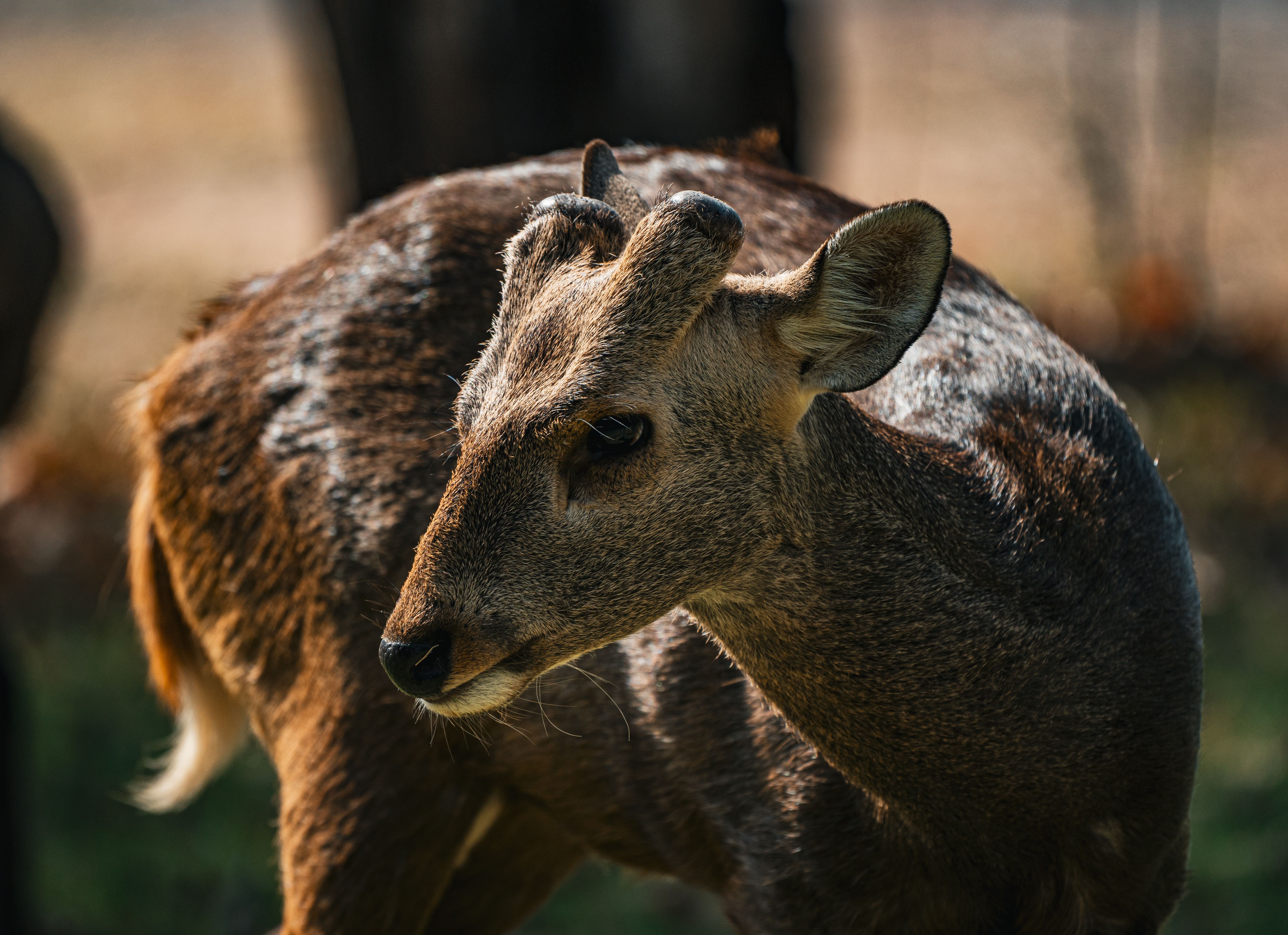 Close-Up Portrait of a Deer in the Wild · Free Stock Photo