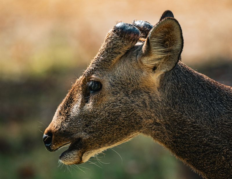 Deer Side View Photos, Download The BEST Free Deer Side View Stock ...