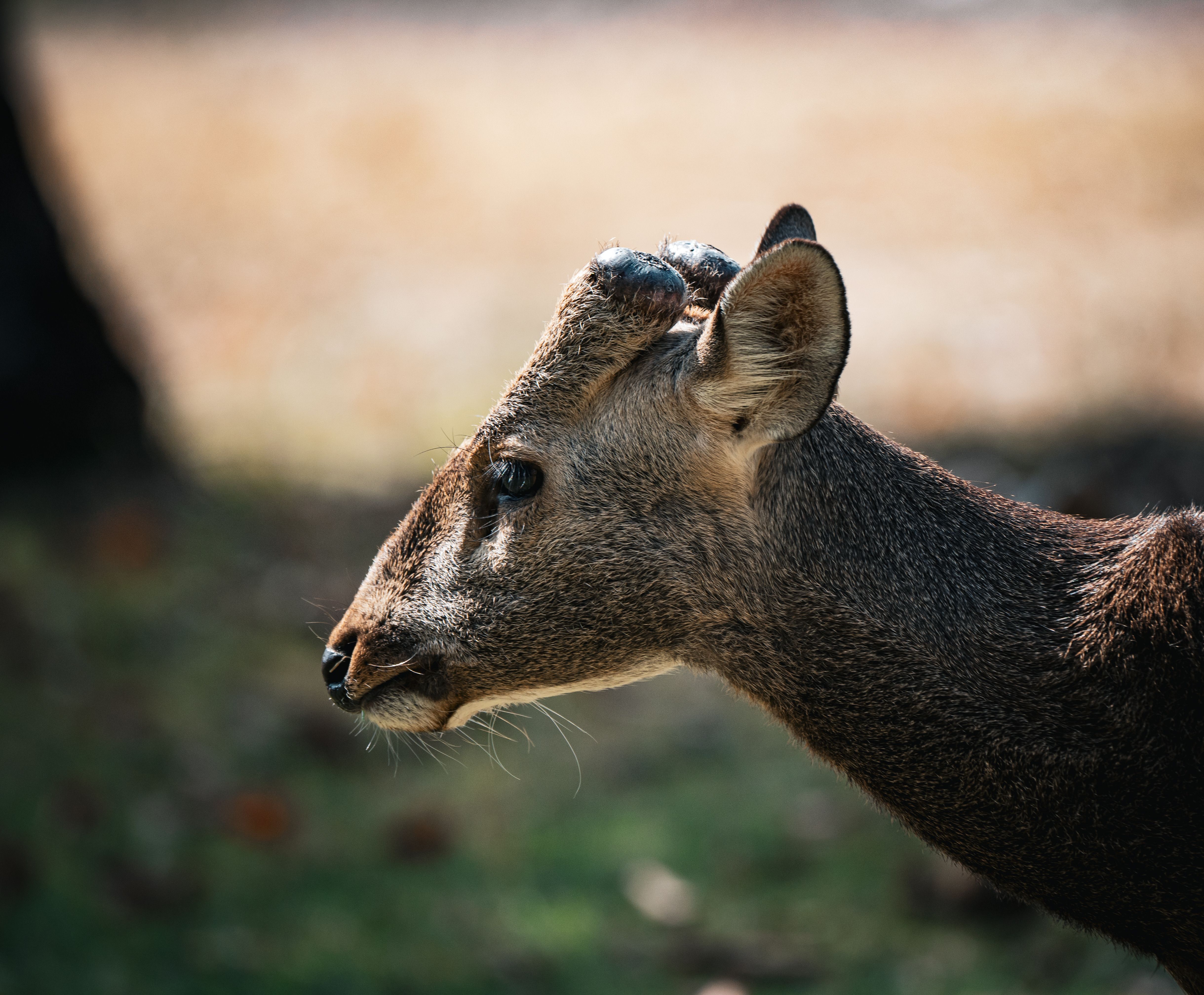 Close-Up Portrait of a Deer in Thailand's Natural Habitat · Free Stock ...