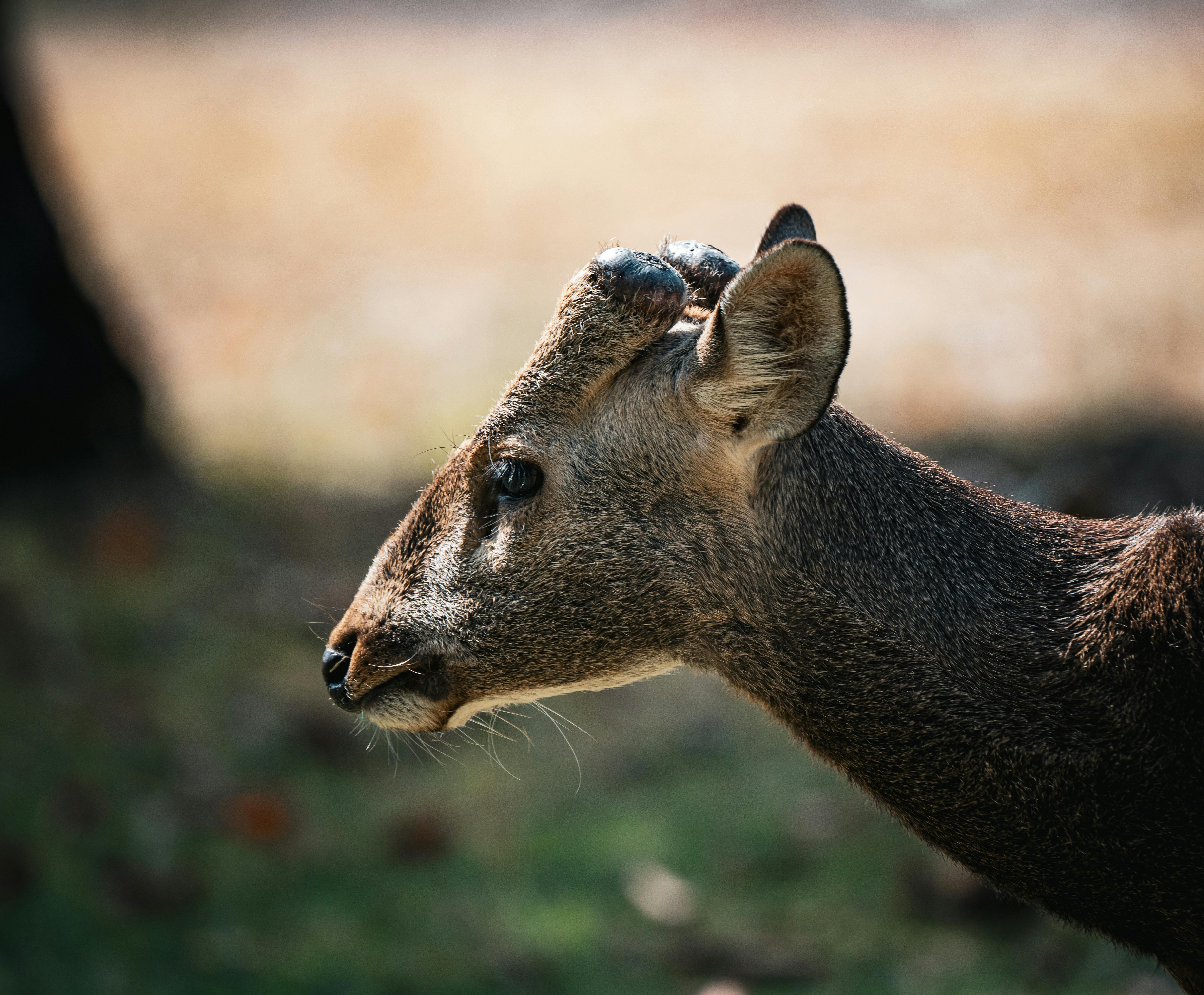 Chava+Hd+Wallpaper Photos, Download The BEST Free Chava+Hd+Wallpaper ...