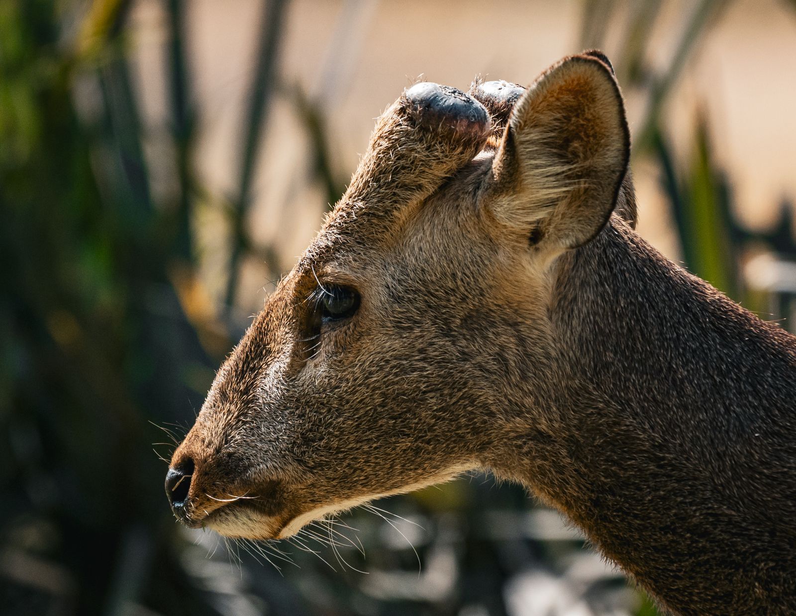 Animals Profile Picture Photos, Download The BEST Free Animals Profile ...