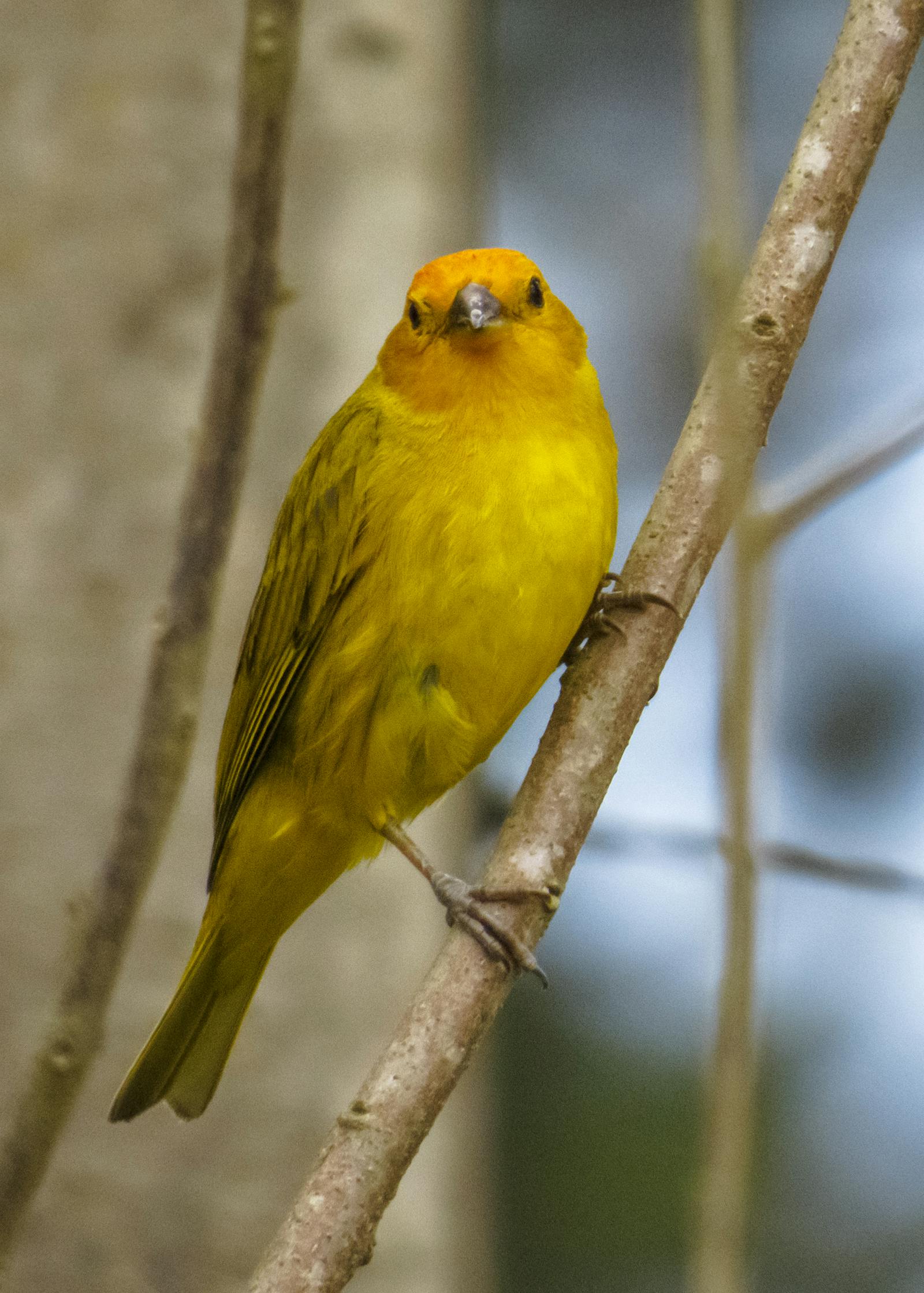 Canary Photos, Download The BEST Free Canary Stock Photos & HD Images