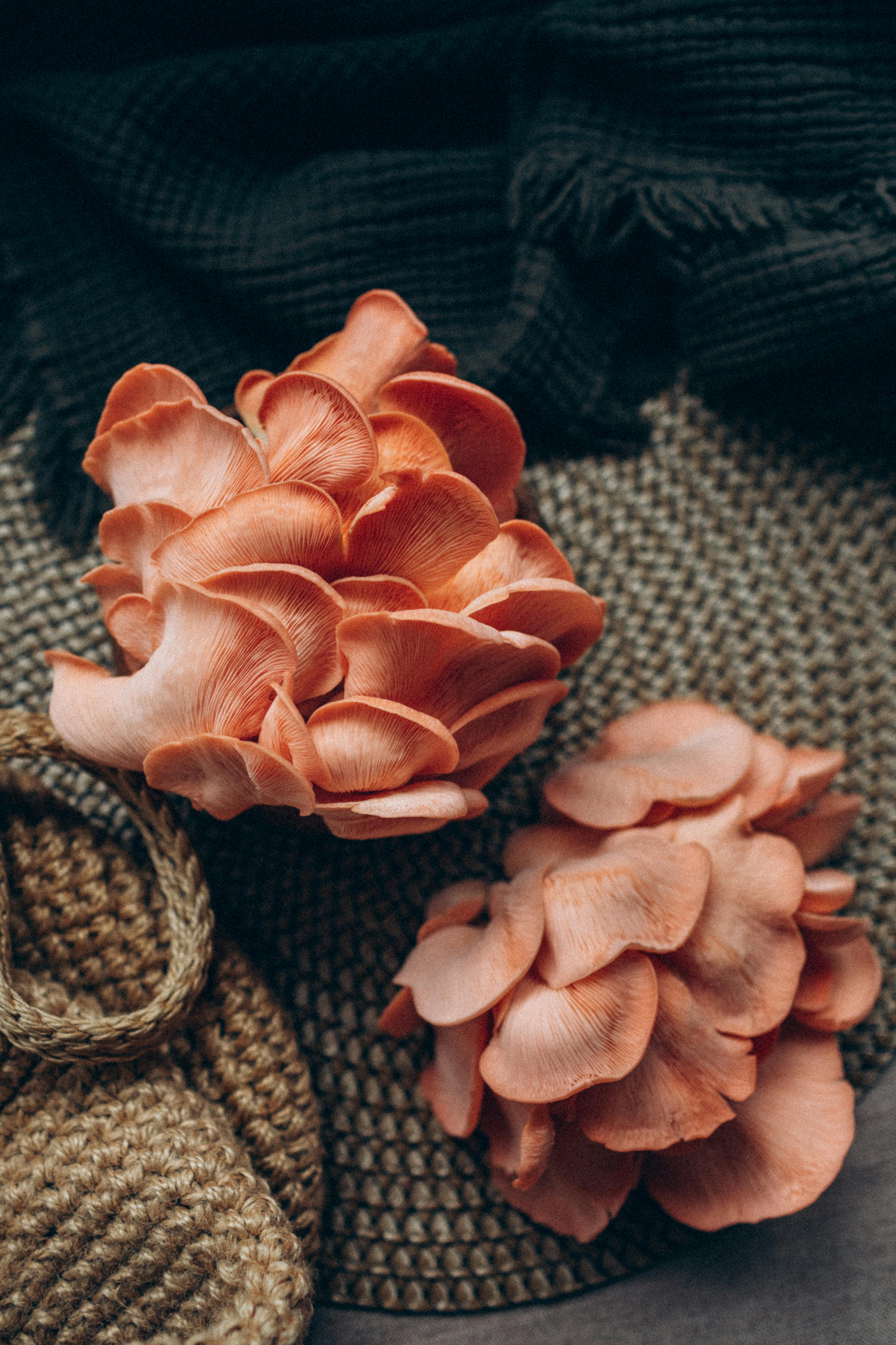 Pink Oyster Mushrooms on Textured Surface · Free Stock Photo
