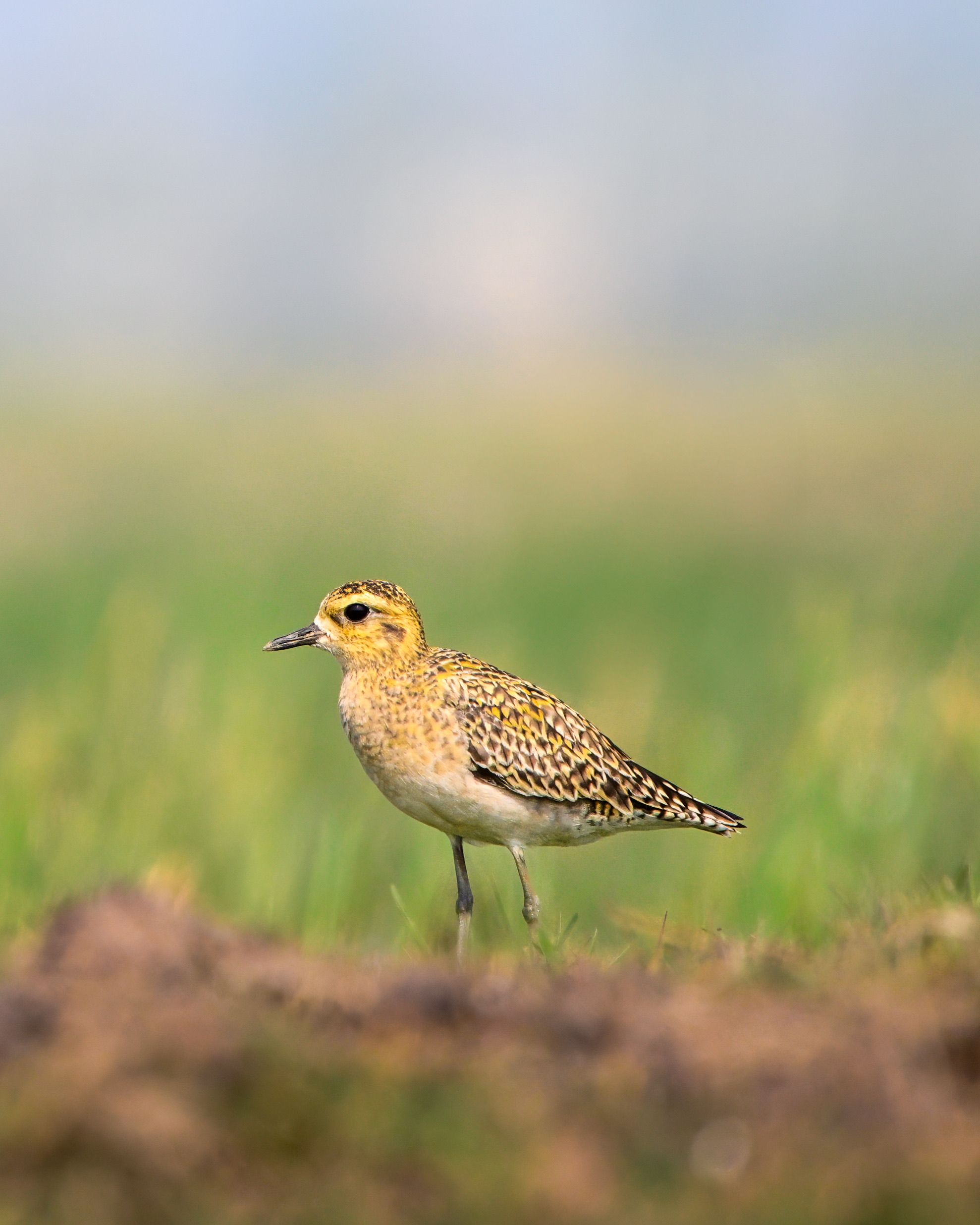 Beautiful Pacific Golden Plover in Natural Habitat · Free Stock Photo