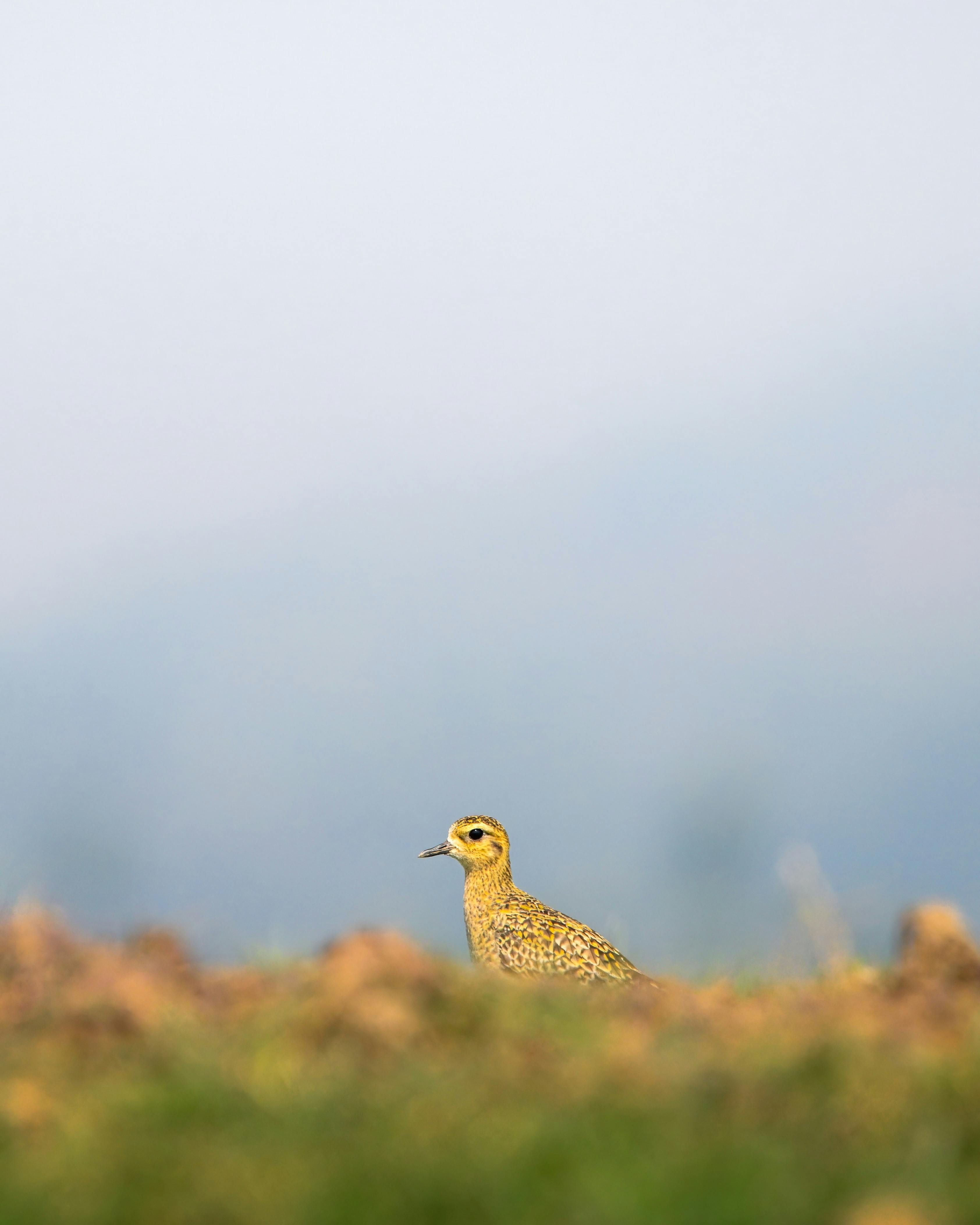 Golden Plover in Natural Habitat during Spring · Free Stock Photo