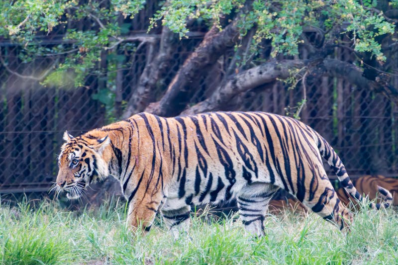 Tiger Pattern Photos, Download The BEST Free Tiger Pattern Stock Photos ...