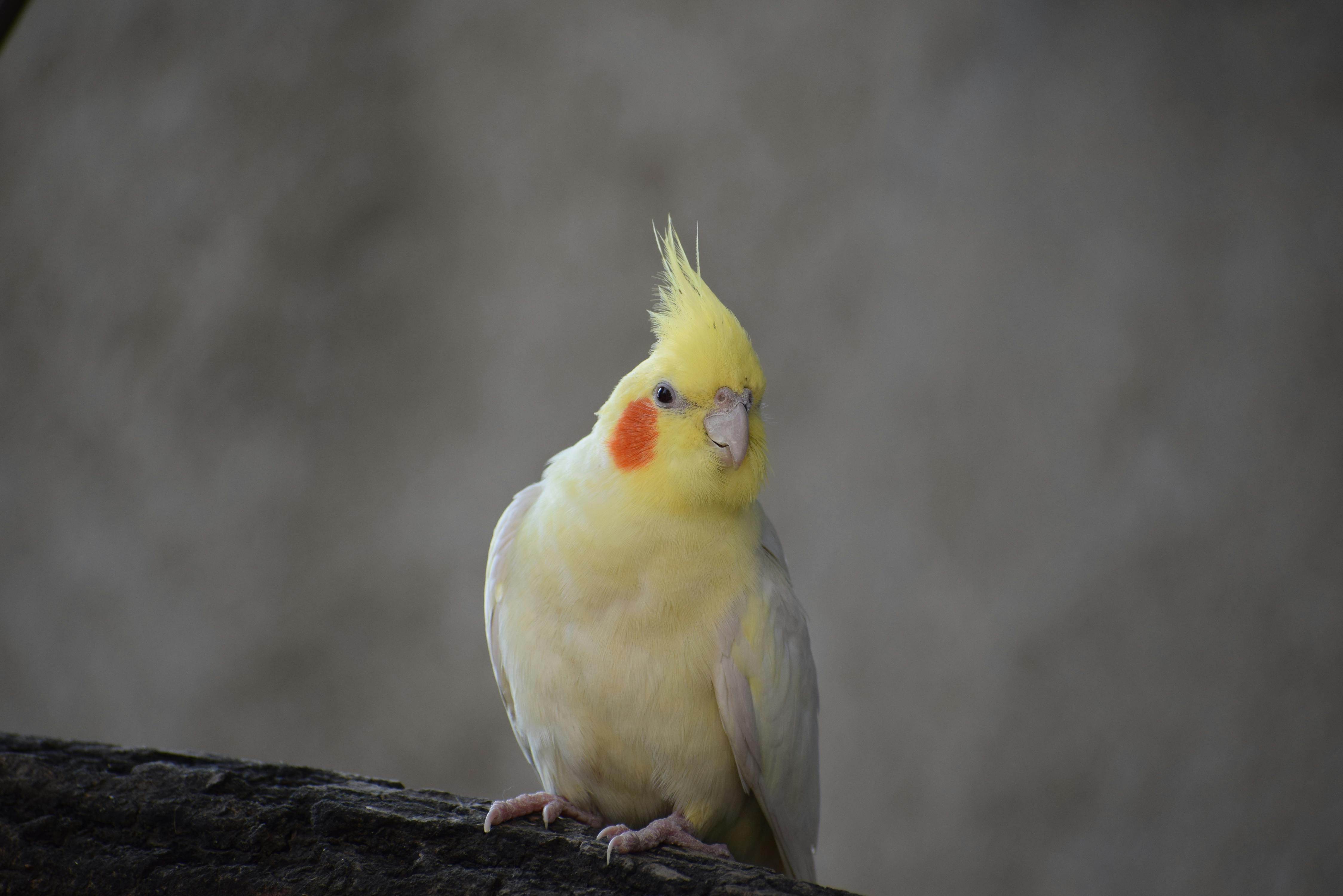 Cockatiel Photos, Download The BEST Free Cockatiel Stock Photos & HD Images