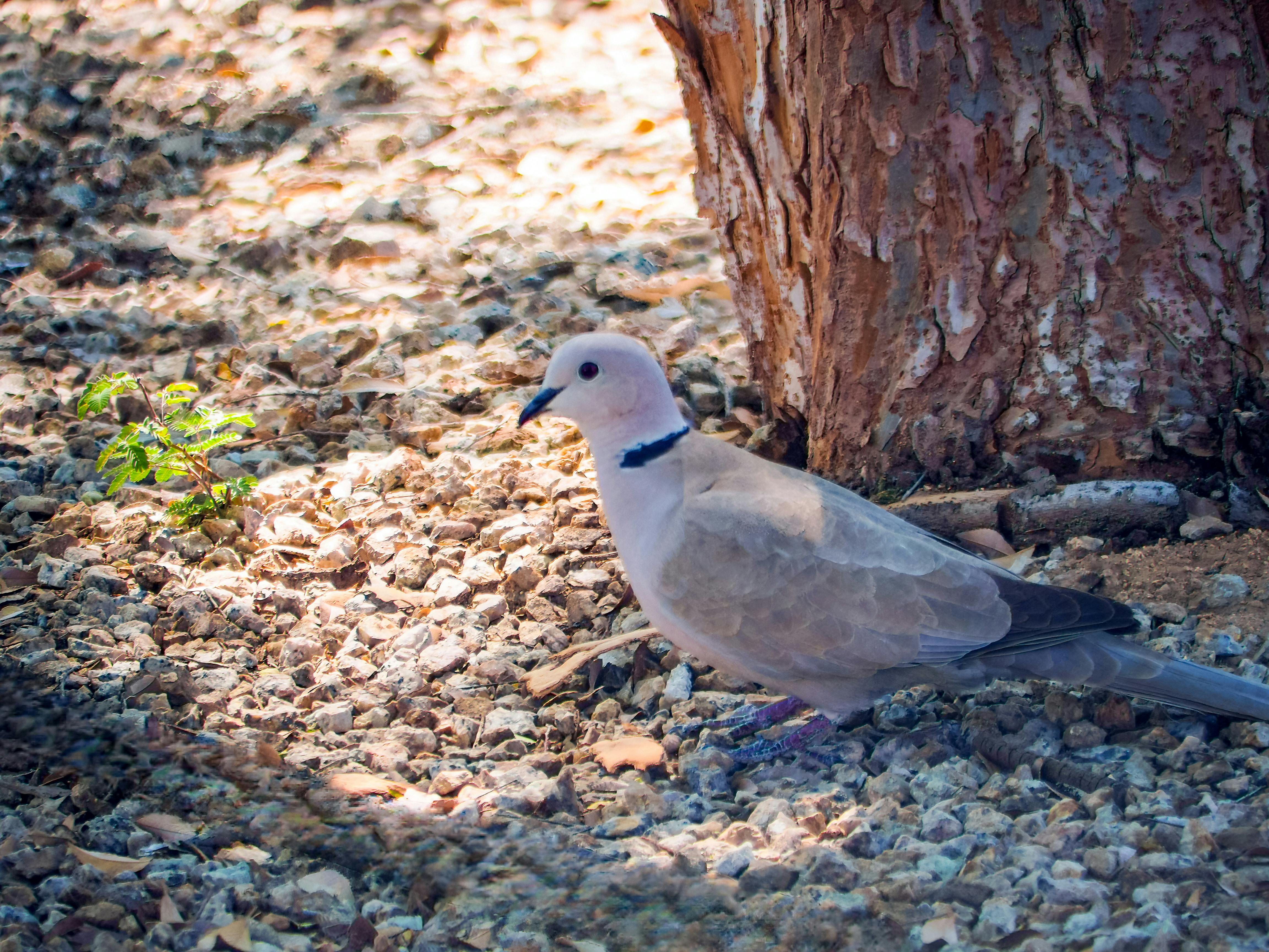 Collared Dove Standing by Tree in Arizona · Free Stock Photo