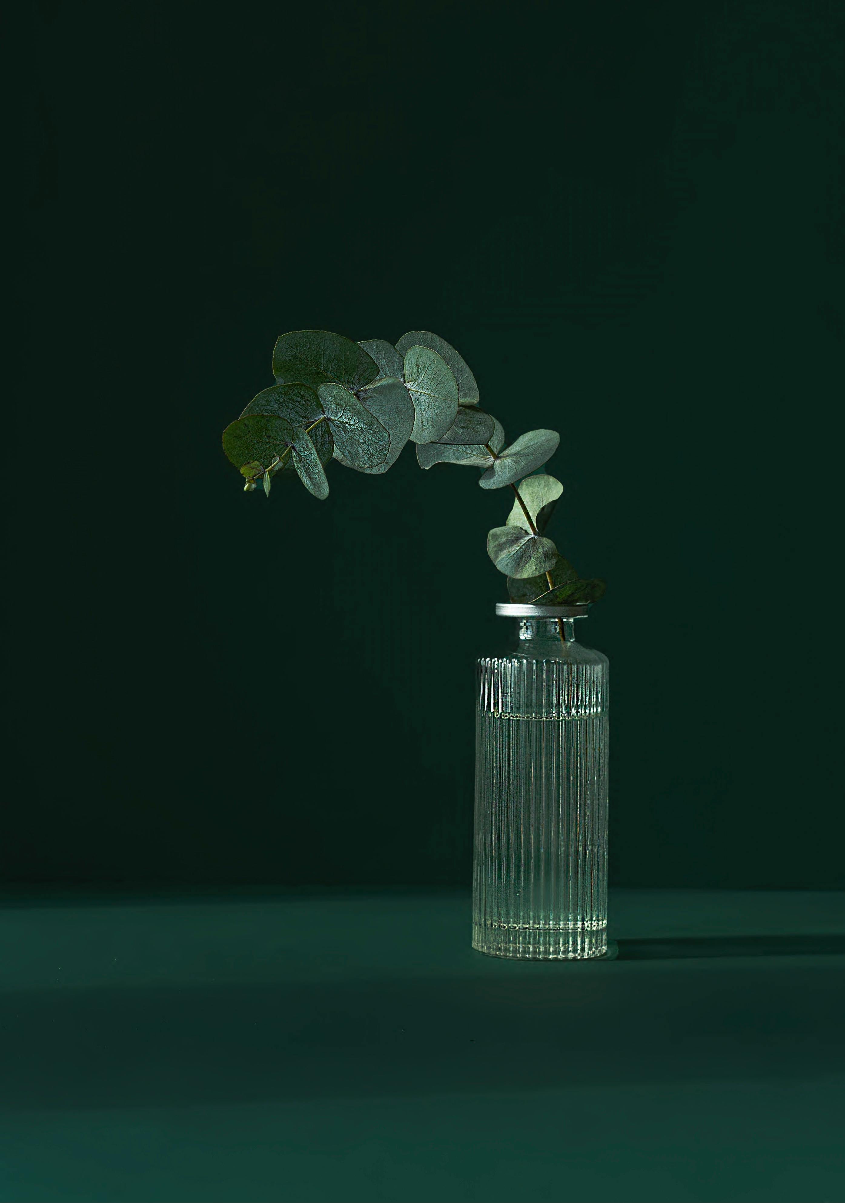 Minimalist Eucalyptus in Glass Vase on Dark Background · Free Stock Photo