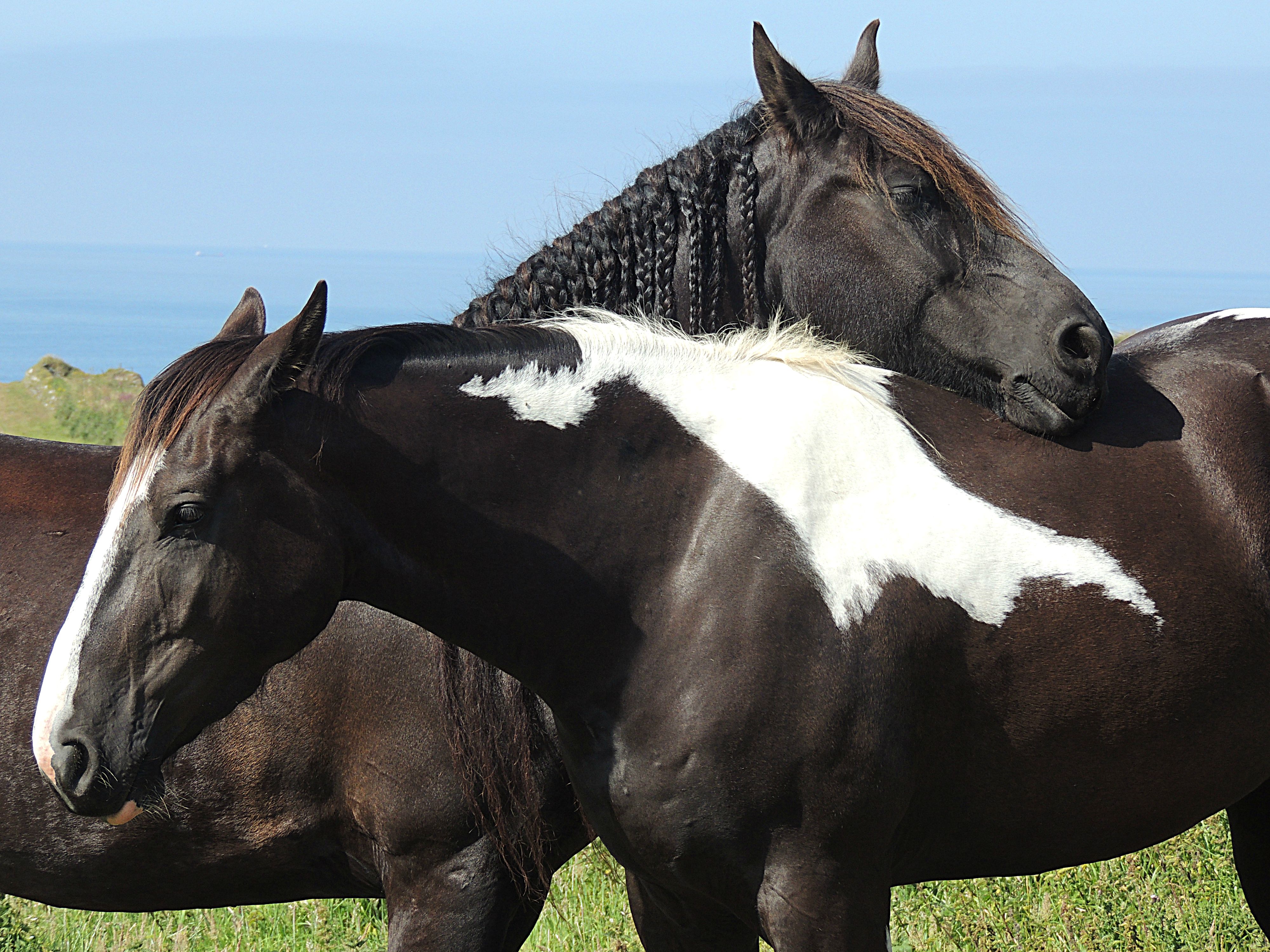 Caballos Pastando En Paz En La Campiña Inglesa · Foto de stock gratuita