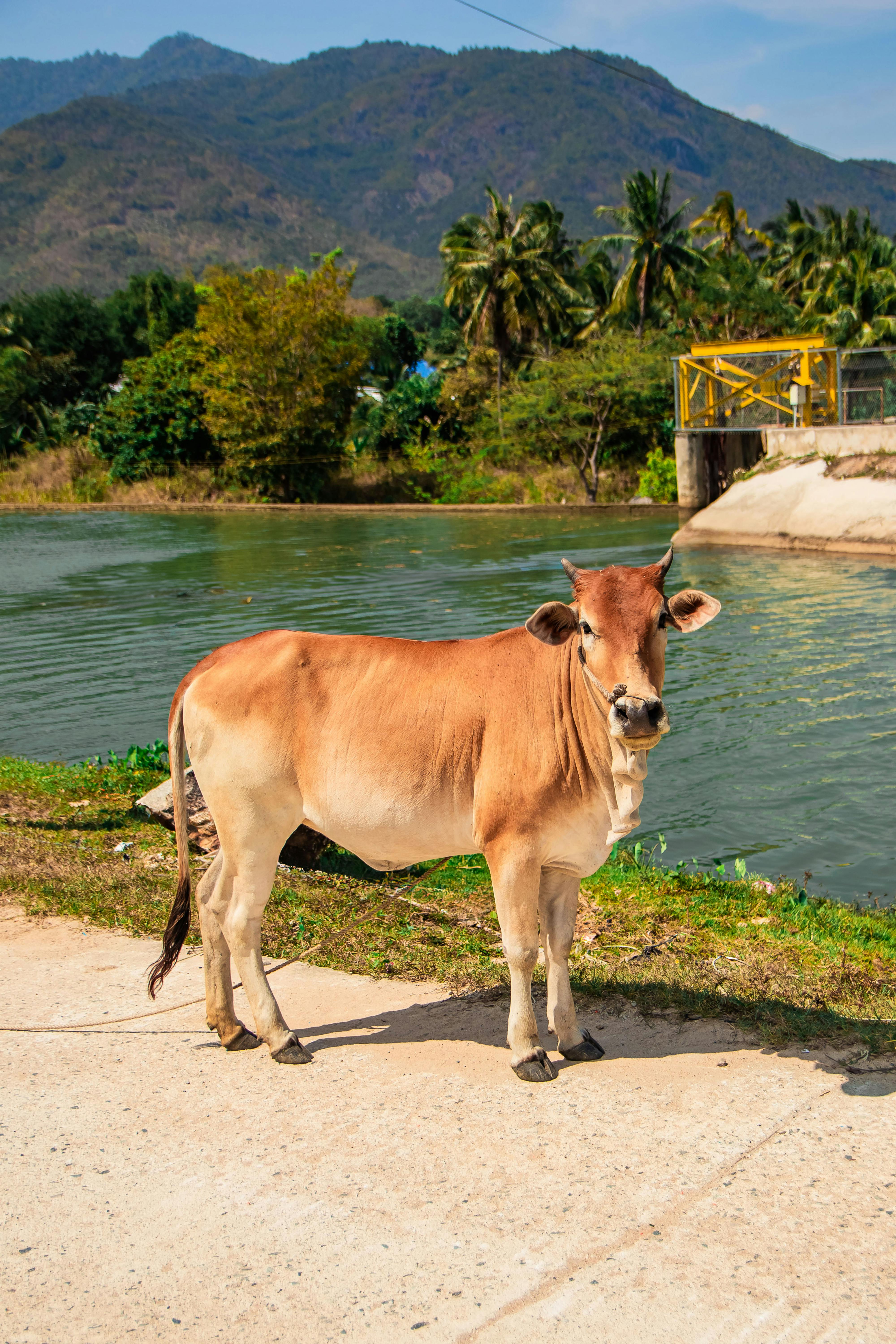 Brown Cow Standing by Riverside in Vietnam · Free Stock Photo
