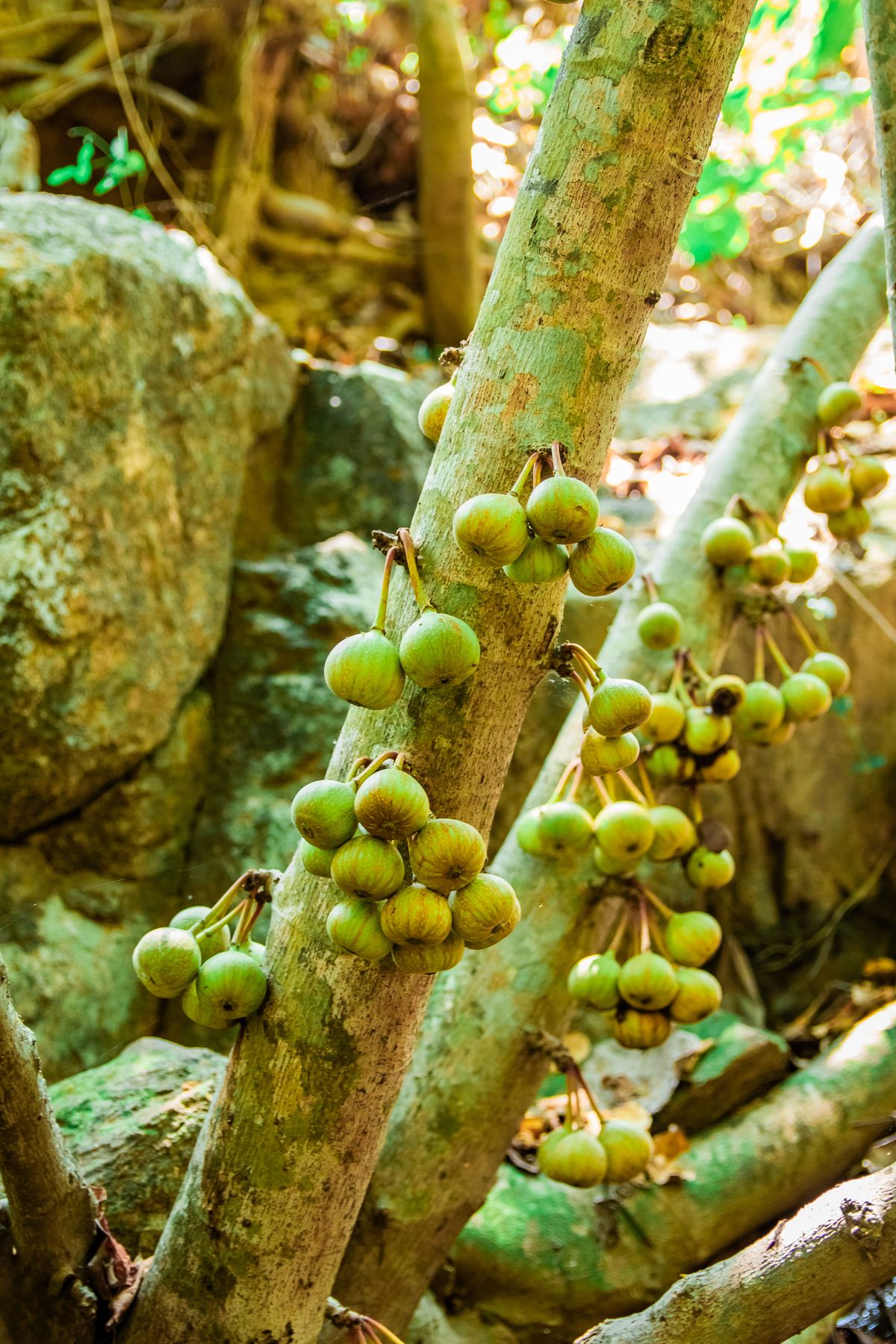 Fig Tree Photos, Download The BEST Free Fig Tree Stock Photos & HD Images