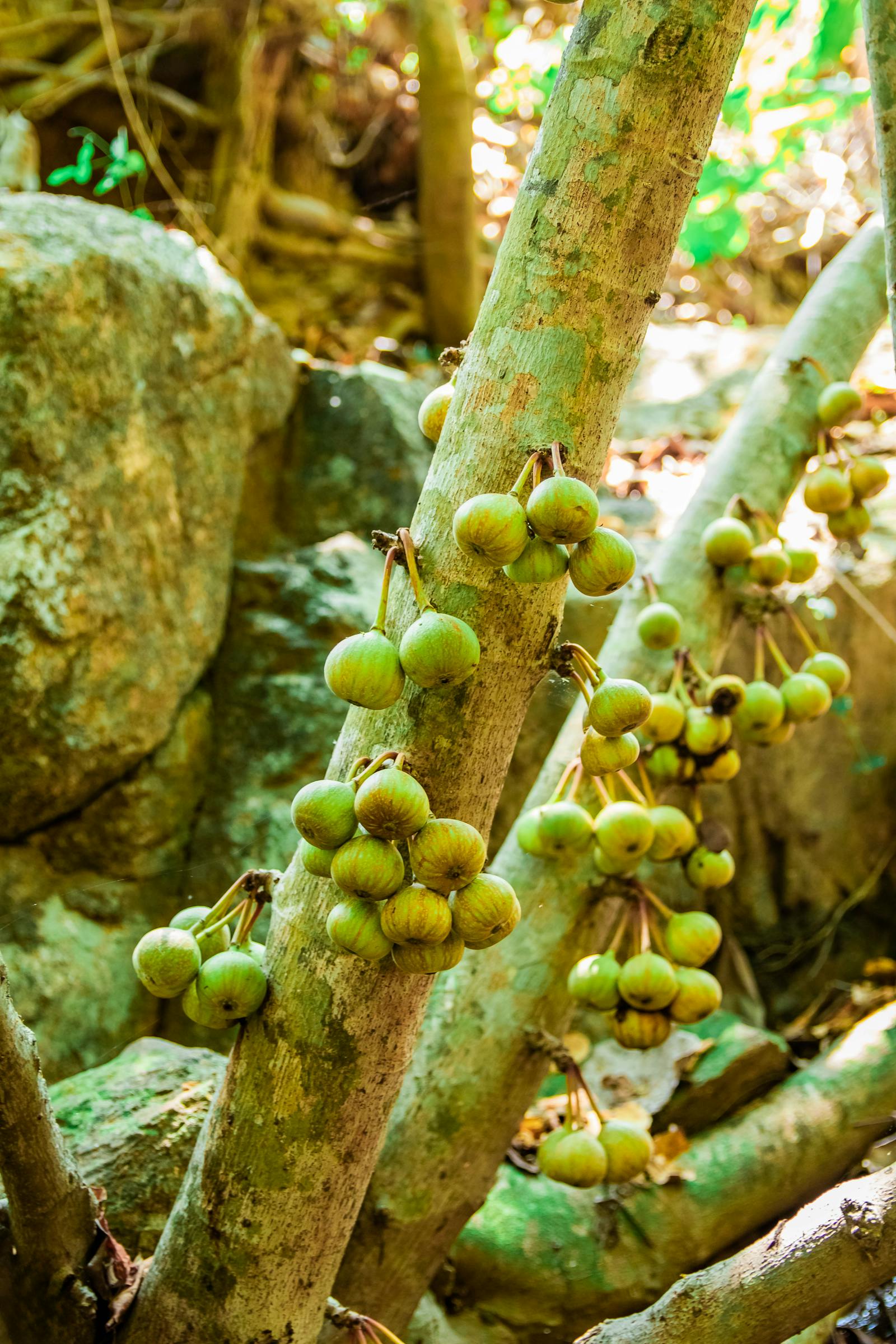 Fig Tree Photos, Download The BEST Free Fig Tree Stock Photos & HD Images