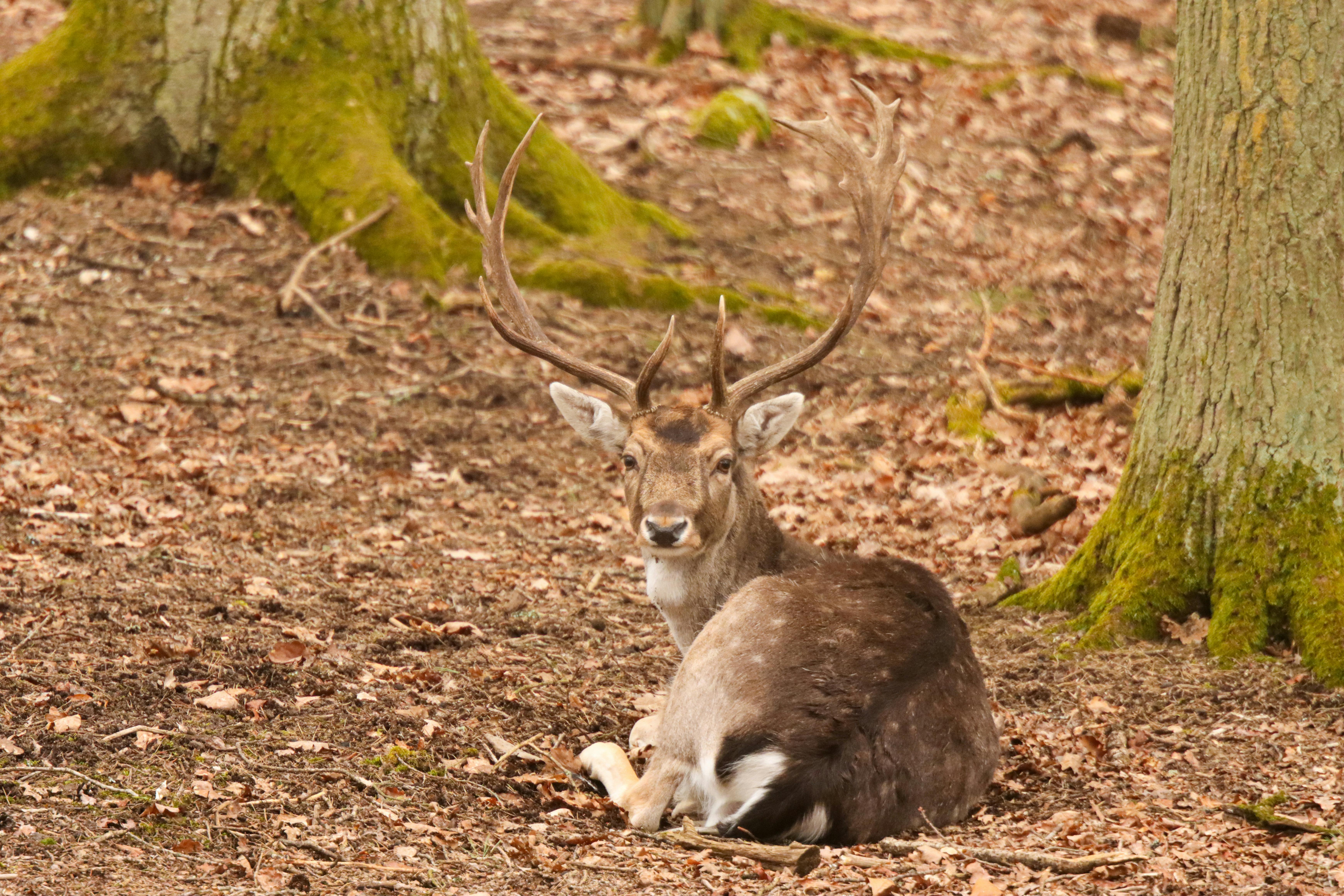 Majestic Red Deer Relaxing in Swedish Forest · Free Stock Photo