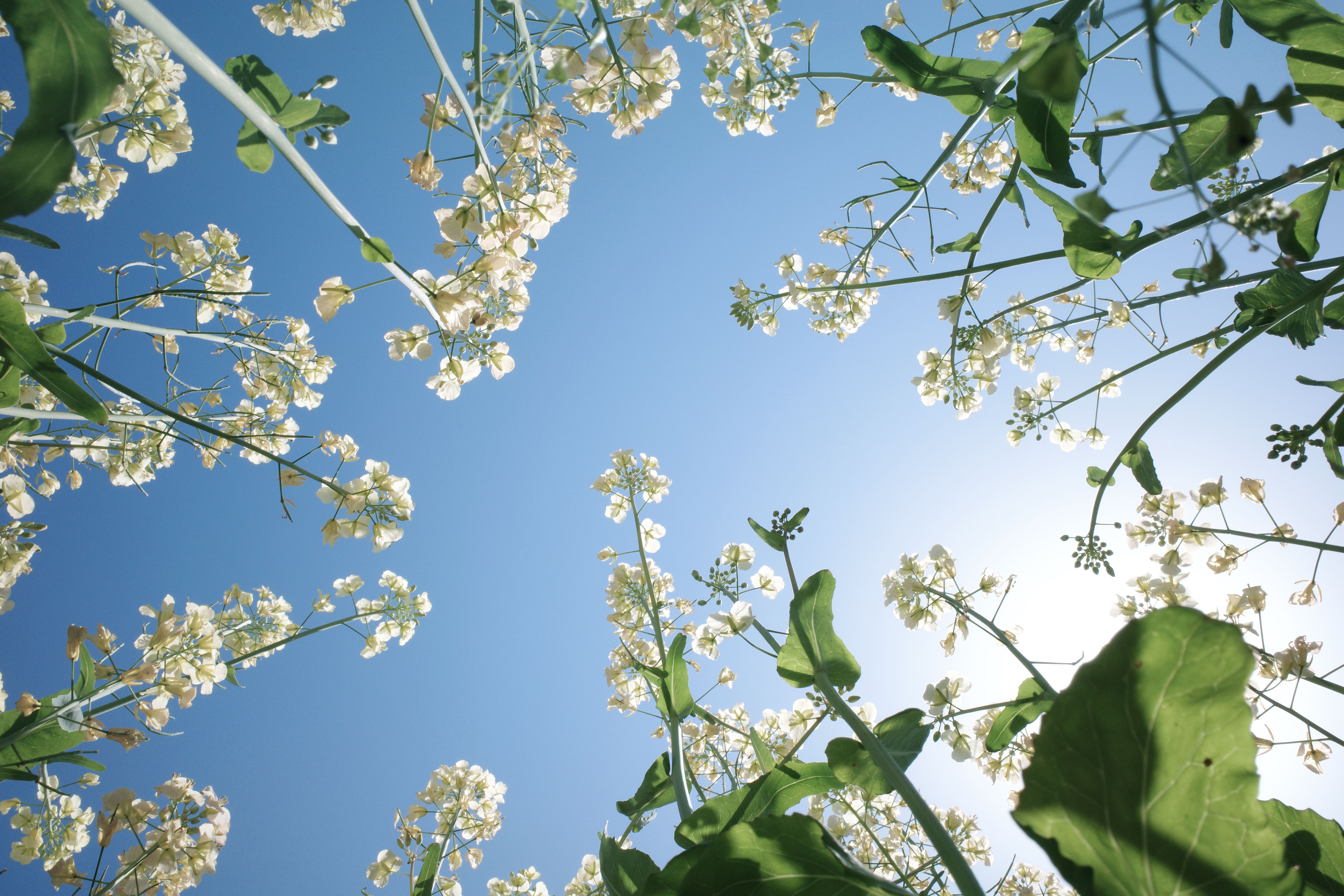 Bright Blue Sky with Blossoming Flowers · Free Stock Photo