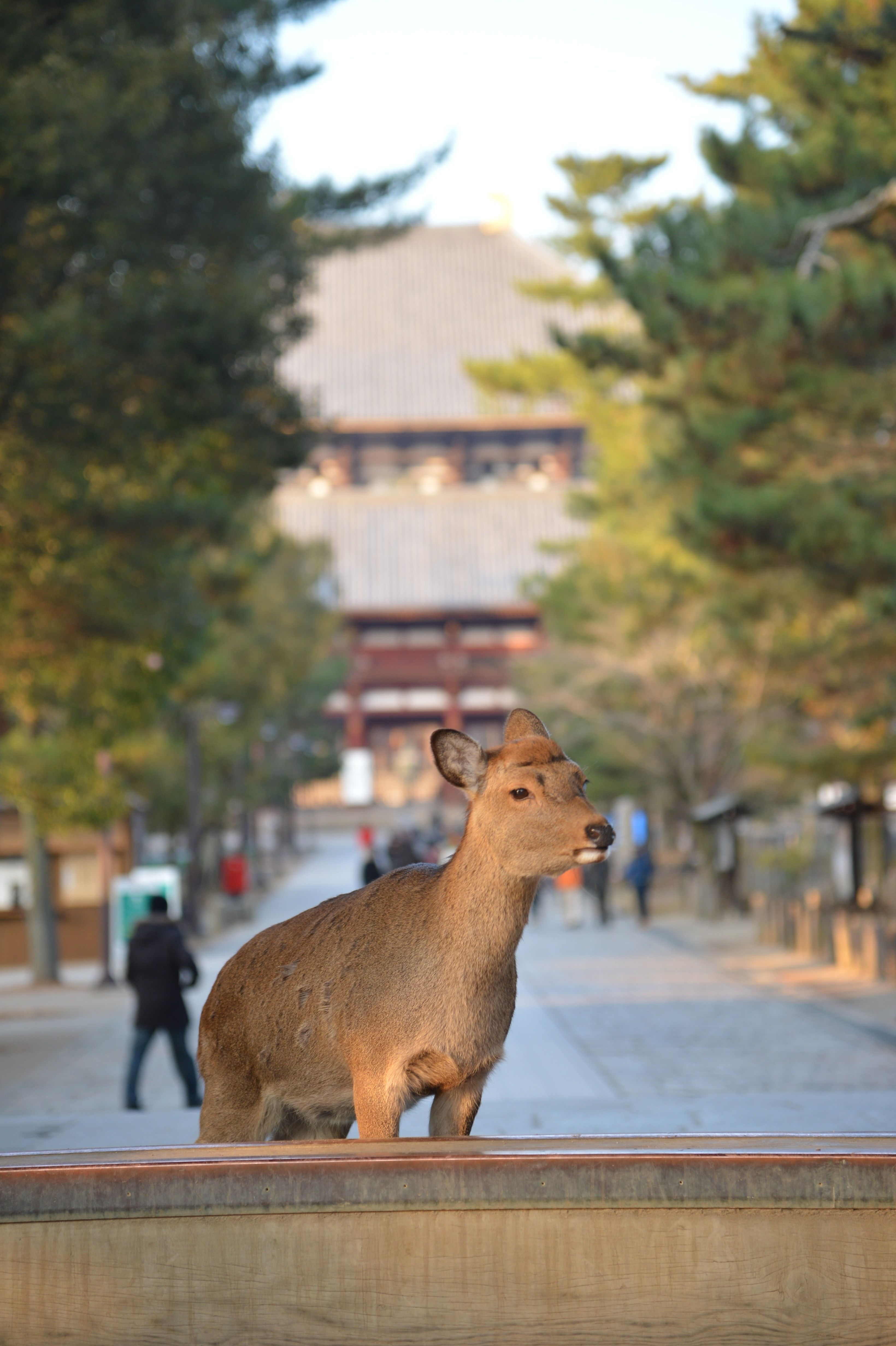 Nara Park Deer in Front of Todai-ji Temple · Free Stock Photo