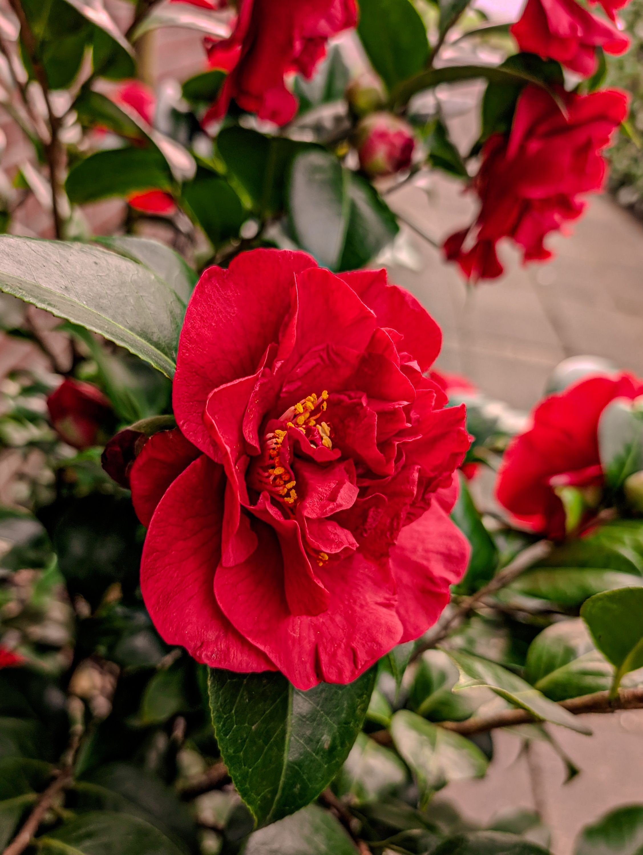Vibrant Red Camellia Blossoms in Bloom · Free Stock Photo