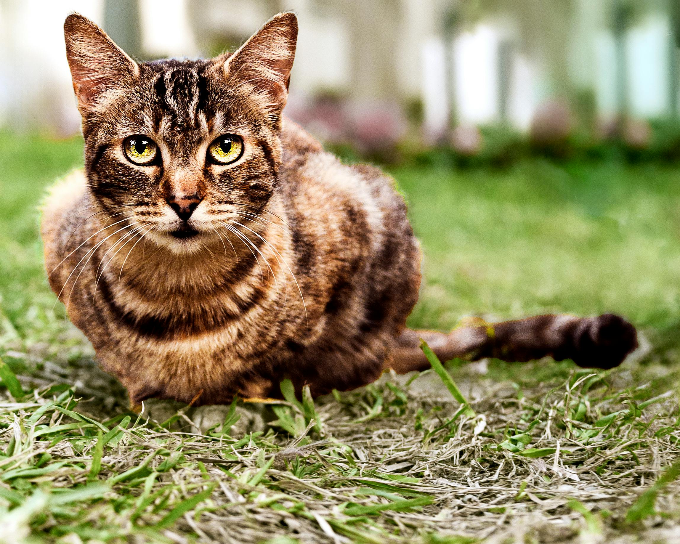 Charming Peruvian Street Cat Resting in Grass · Free Stock Photo