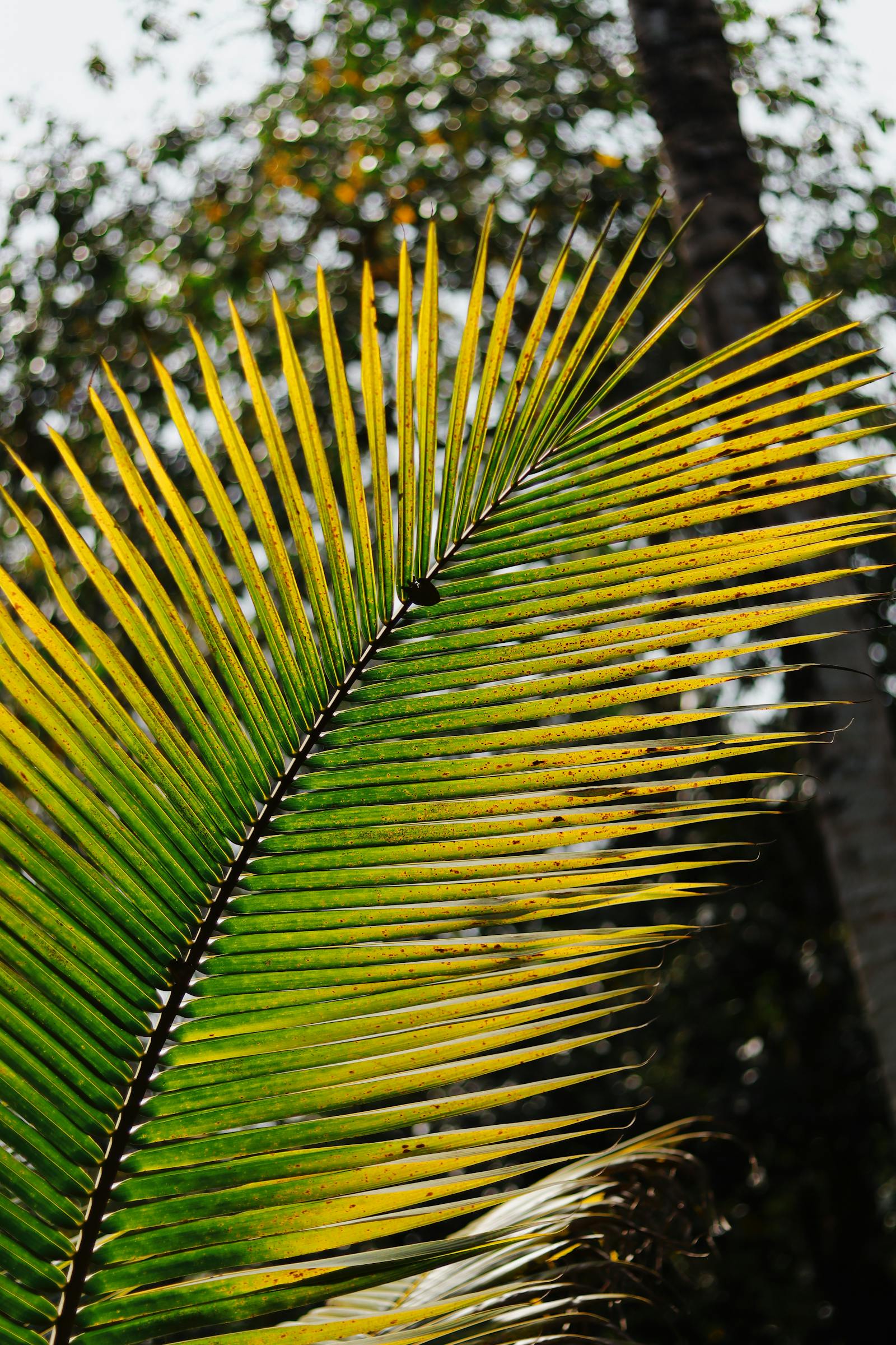 Tropical Rainforest Photos, Download The BEST Free Tropical Rainforest ...