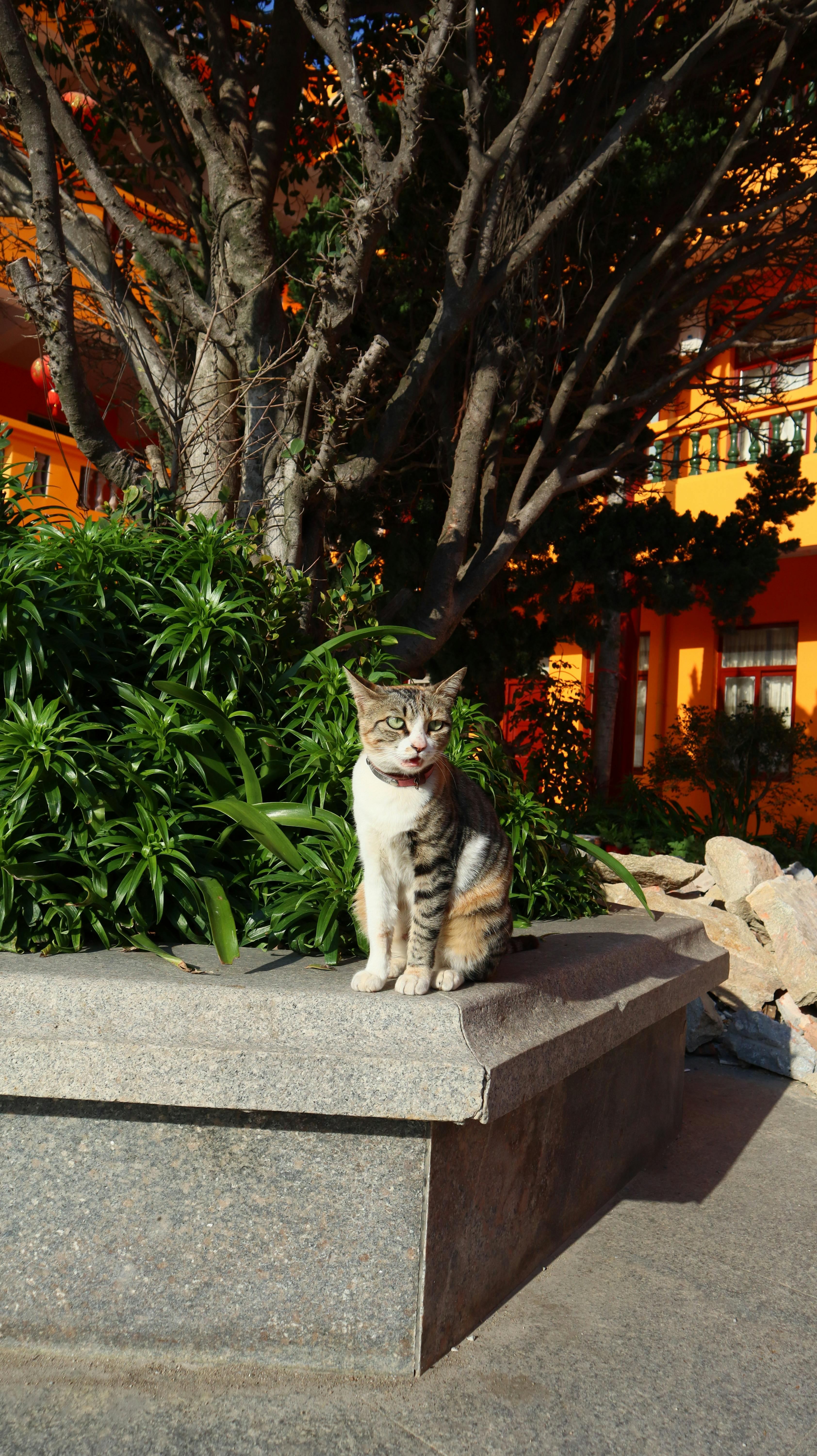 Relaxed Cat Sitting Outdoors in Sunlit Garden · Free Stock Photo