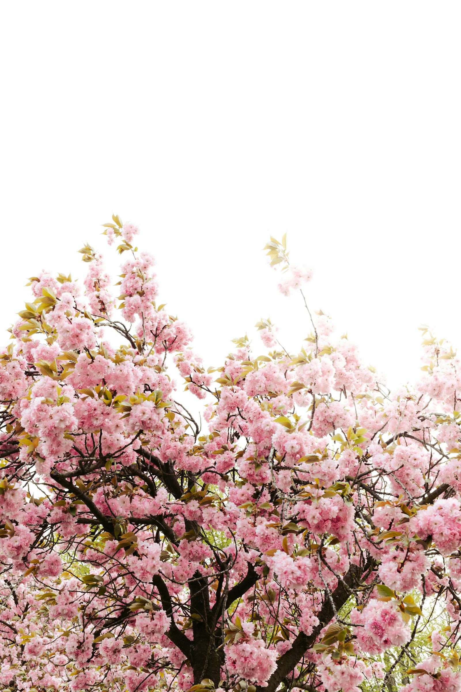 Cherry Blossom Tree 4k Wallpaper Photos, Download The BEST Free Cherry ...
