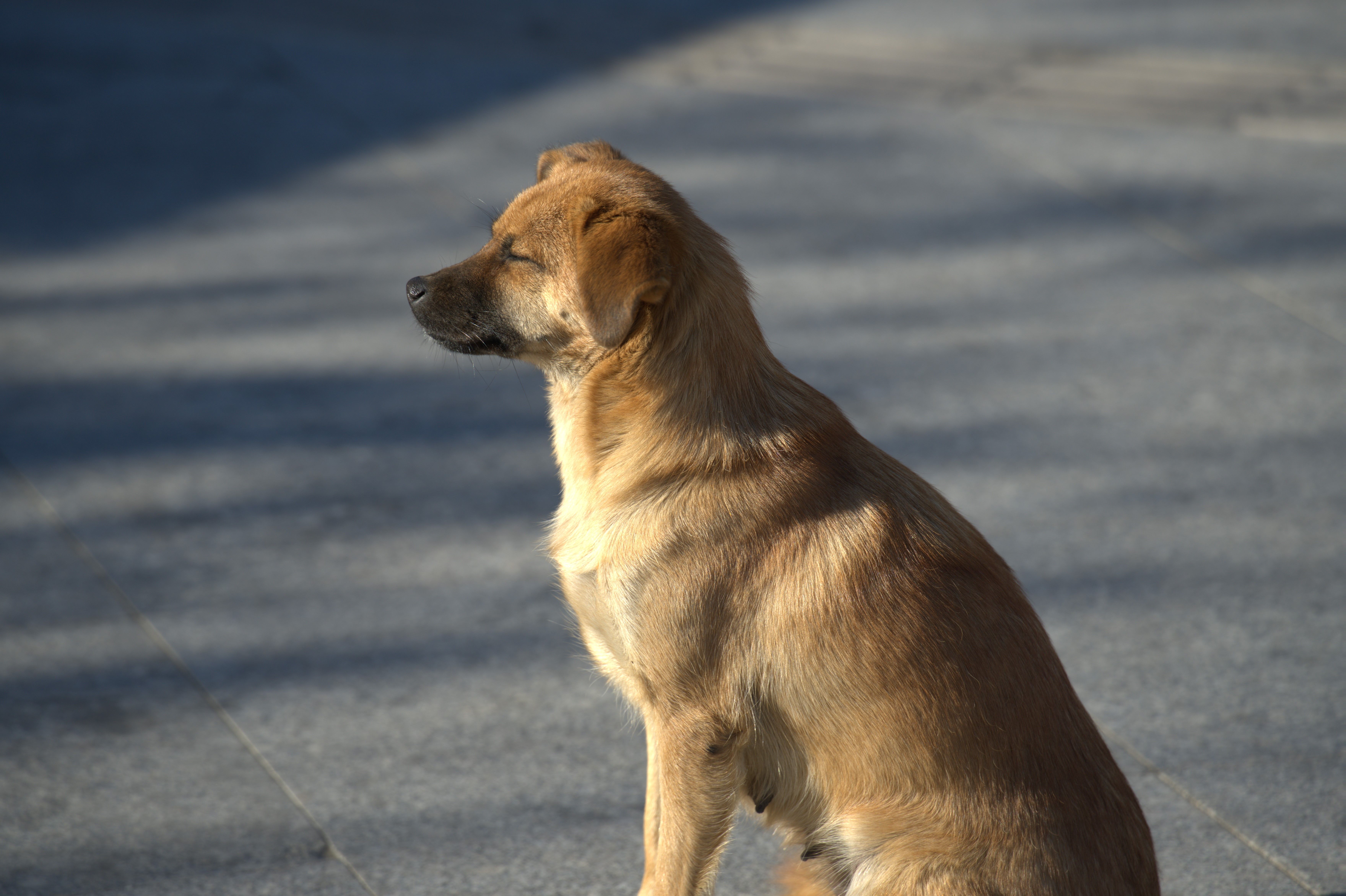 Shadow Of A Dog Photos, Download The BEST Free Shadow Of A Dog Stock ...