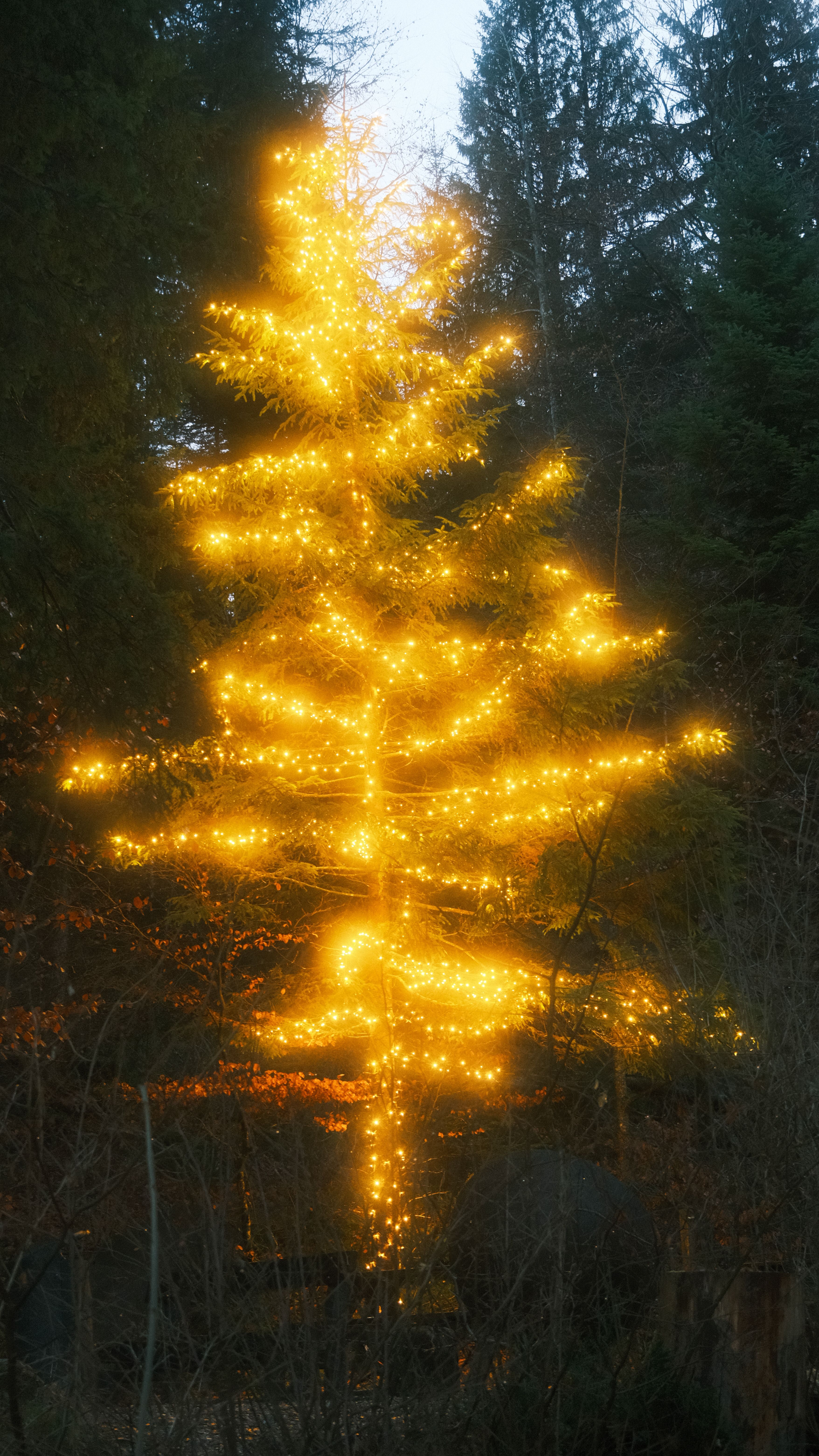 Glowing Tree Illuminated by Festive Lights · Free Stock Photo