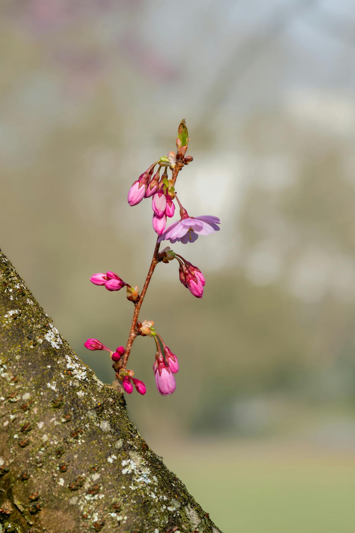 4k Wallpaper Sparrows On A Branch Enjoy Spring Blooms Photos, Download ...