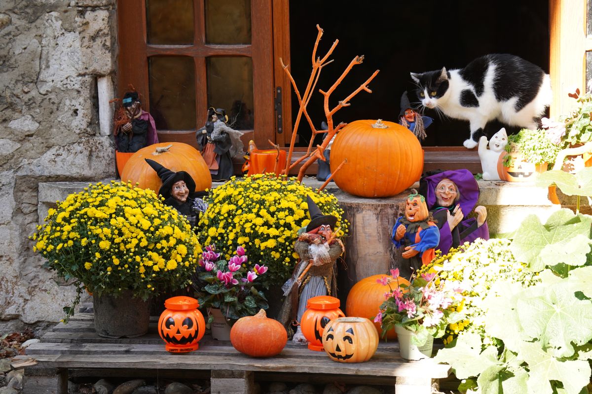 Halloween Witches Photos, Download The BEST Free Halloween Witches ...