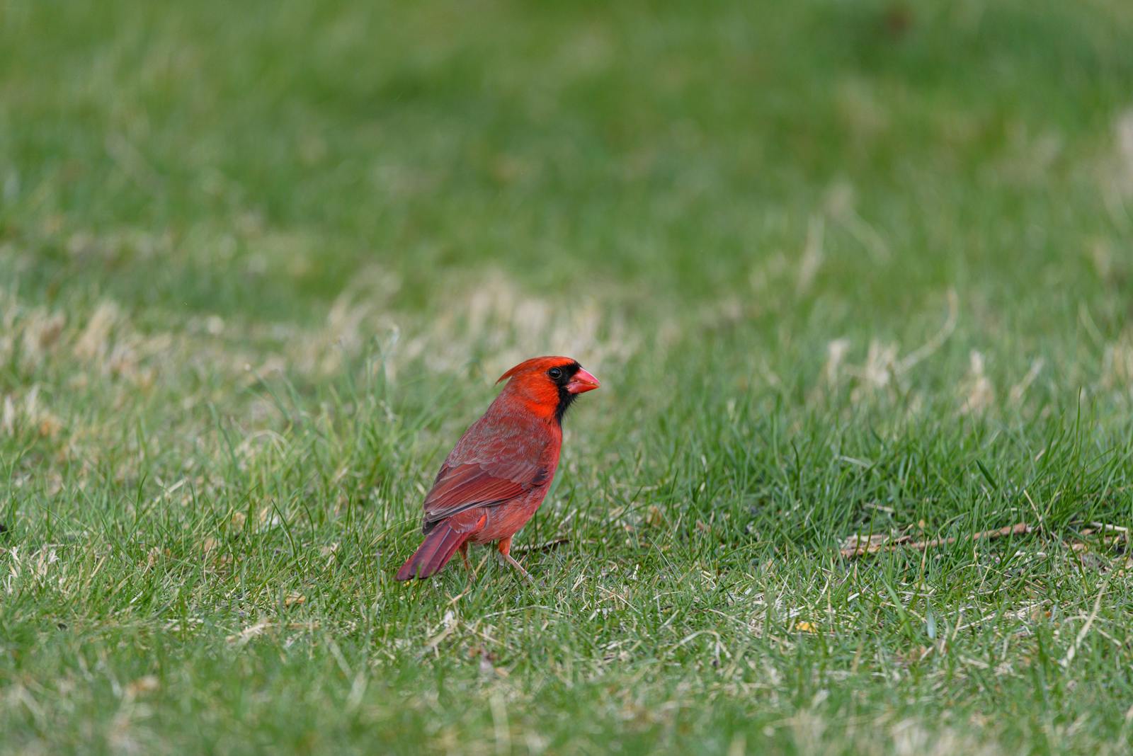 Cardinal Bird Photos, Download The BEST Free Cardinal Bird Stock Photos ...