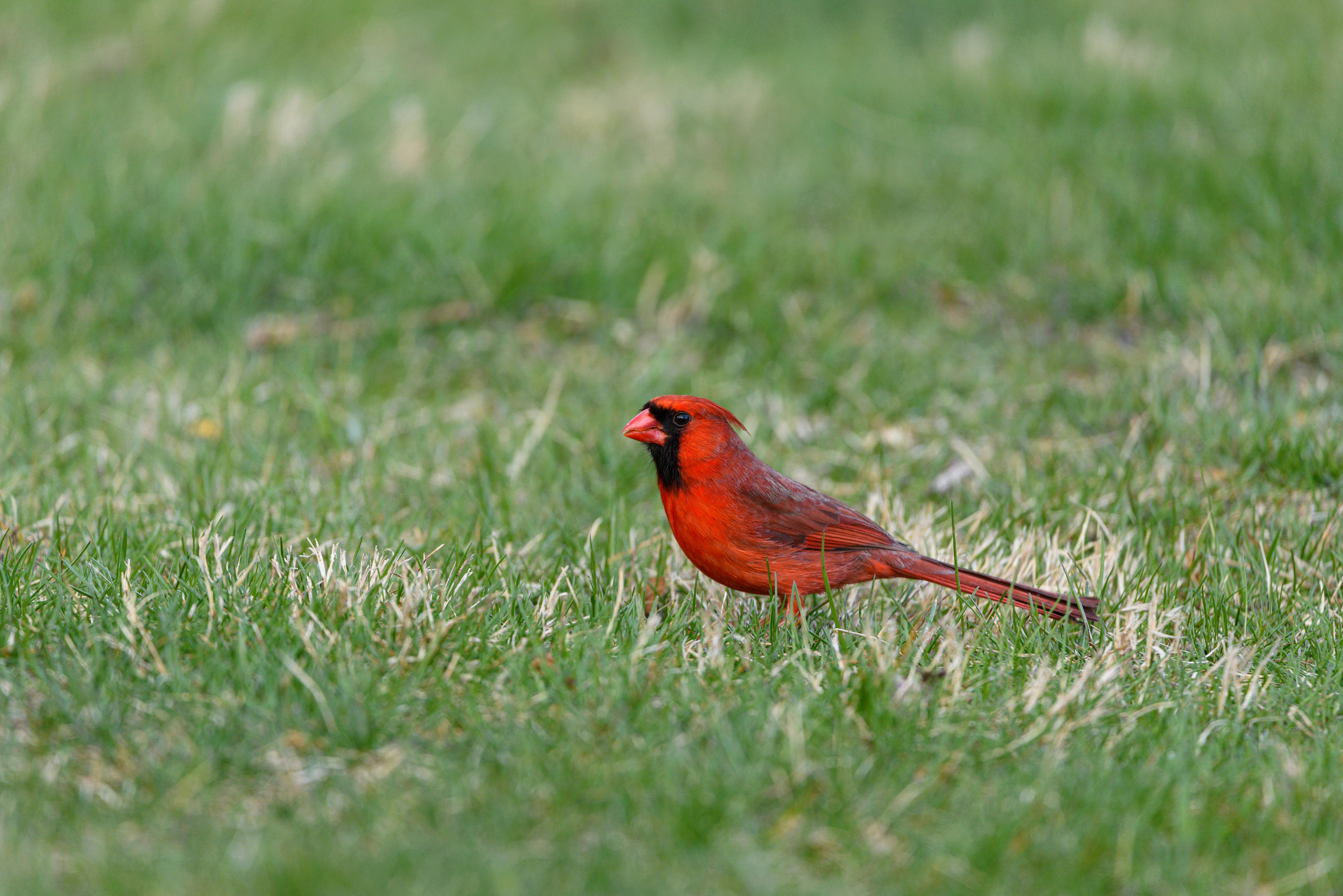 Vibrant Northern Cardinal on Spring Grass · Free Stock Photo