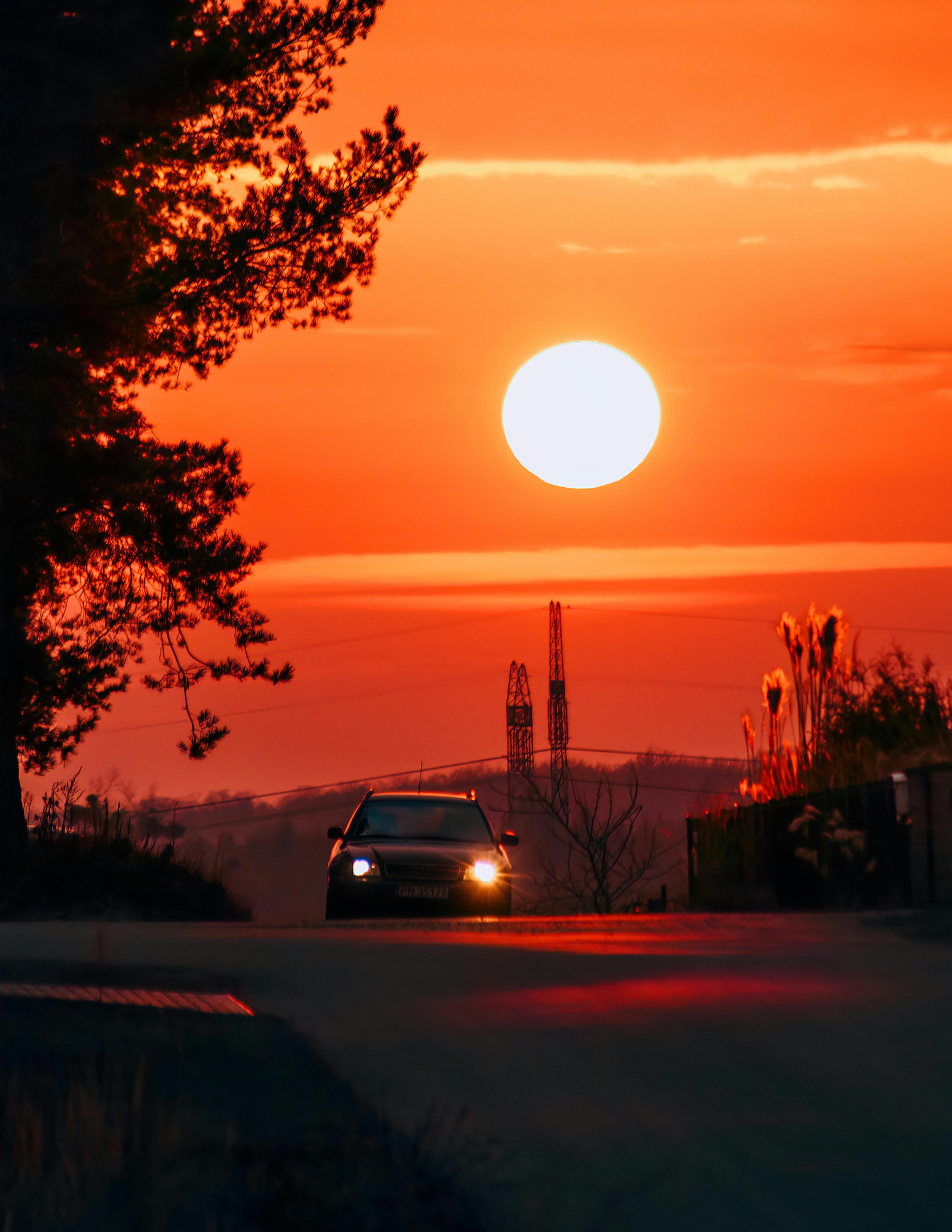 Tree No Background Photos, Download The BEST Free Tree No Background ...