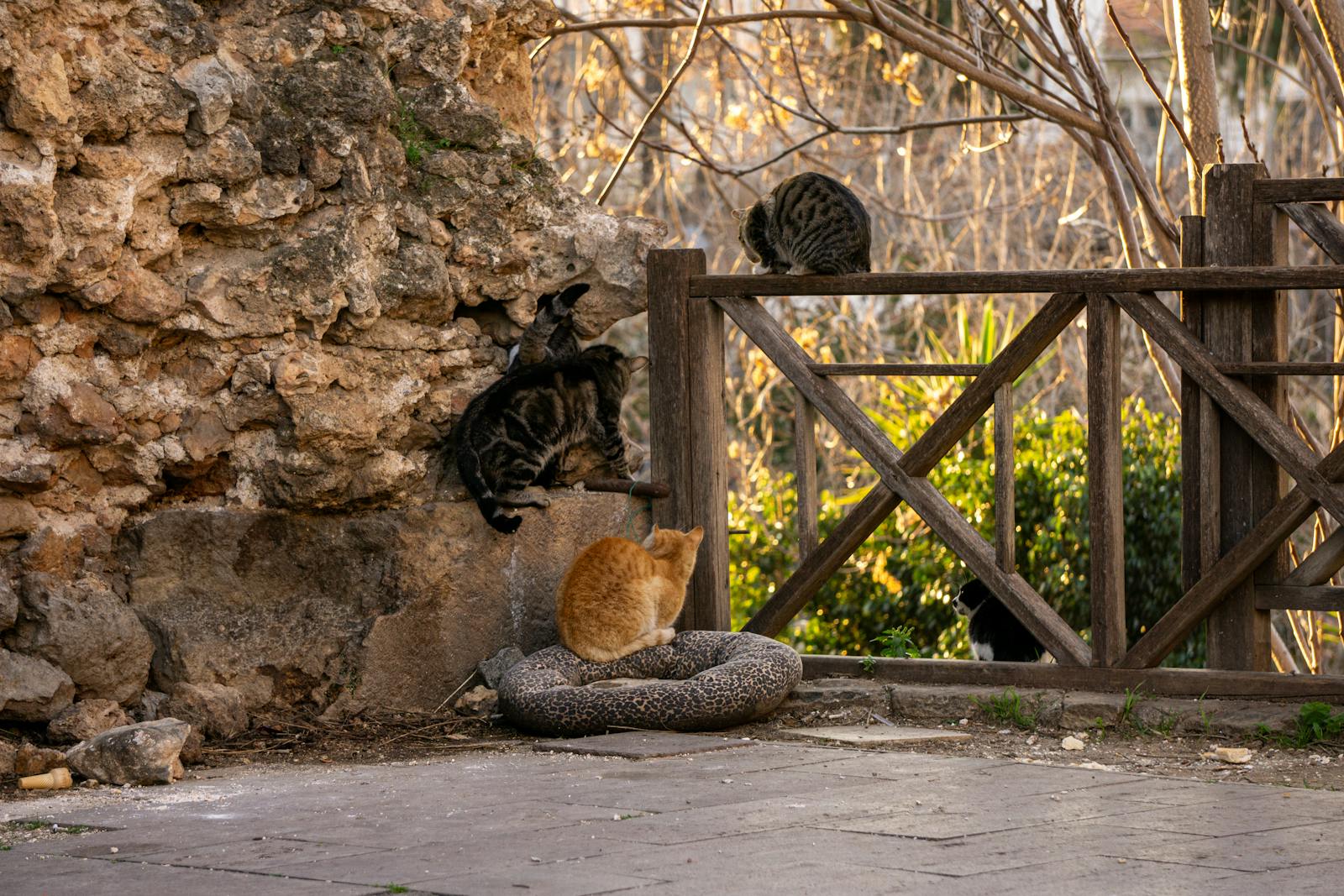 Beluga Cats Photos, Download The BEST Free Beluga Cats Stock Photos ...