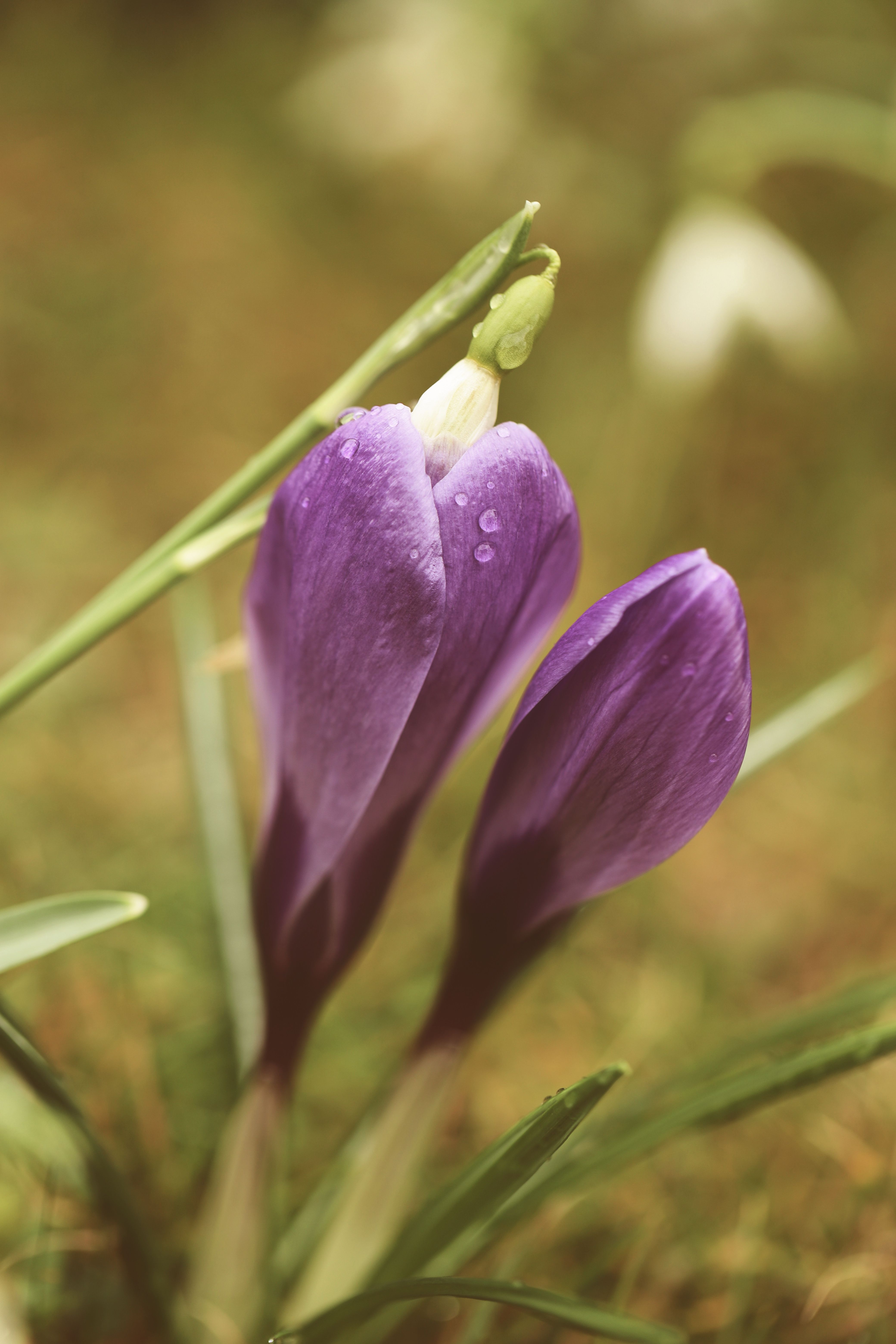 Purple Crocus Flowers in Bloom on Grass · Free Stock Photo