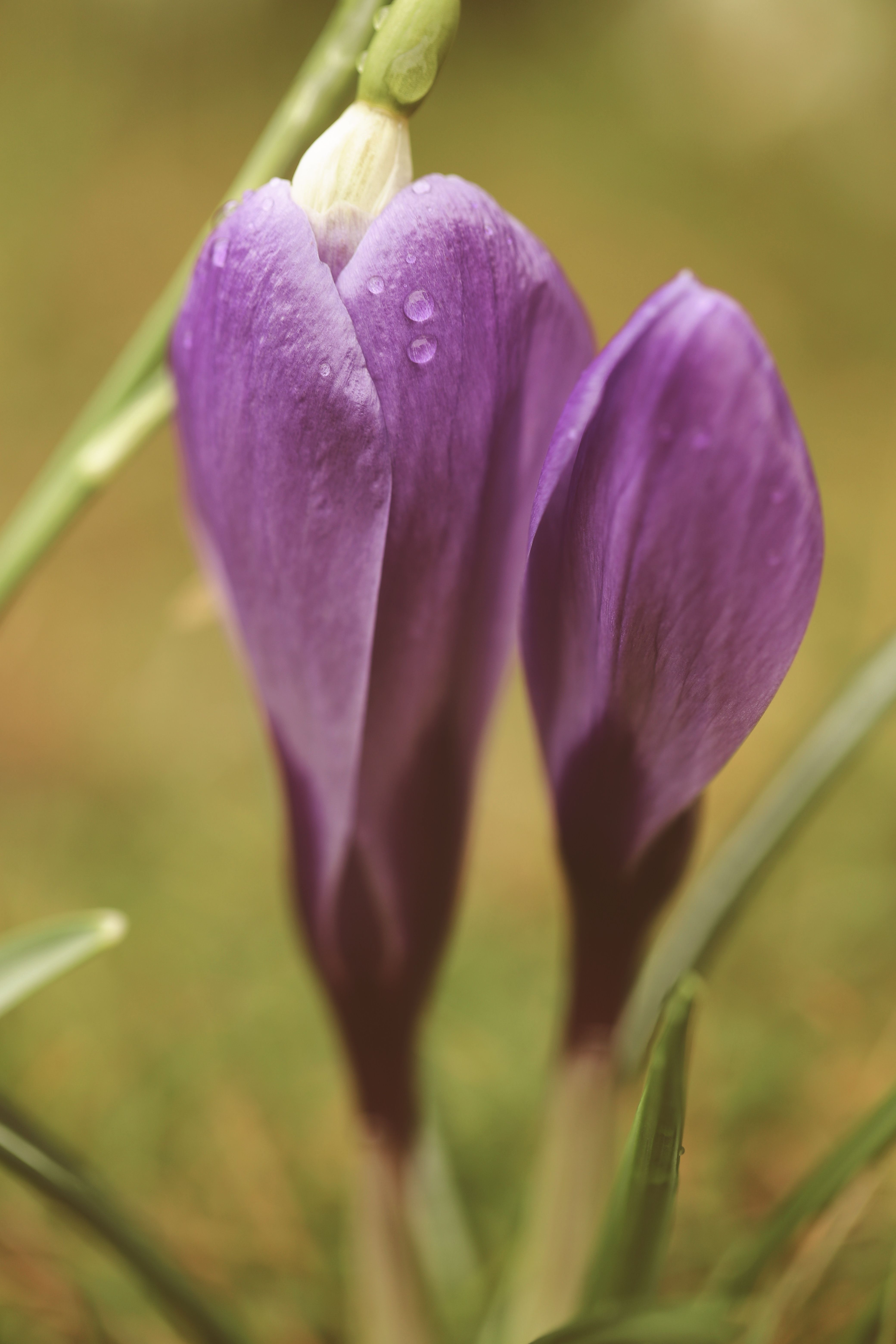 Violet+Filedot Photos, Download The BEST Free Violet+Filedot Stock ...