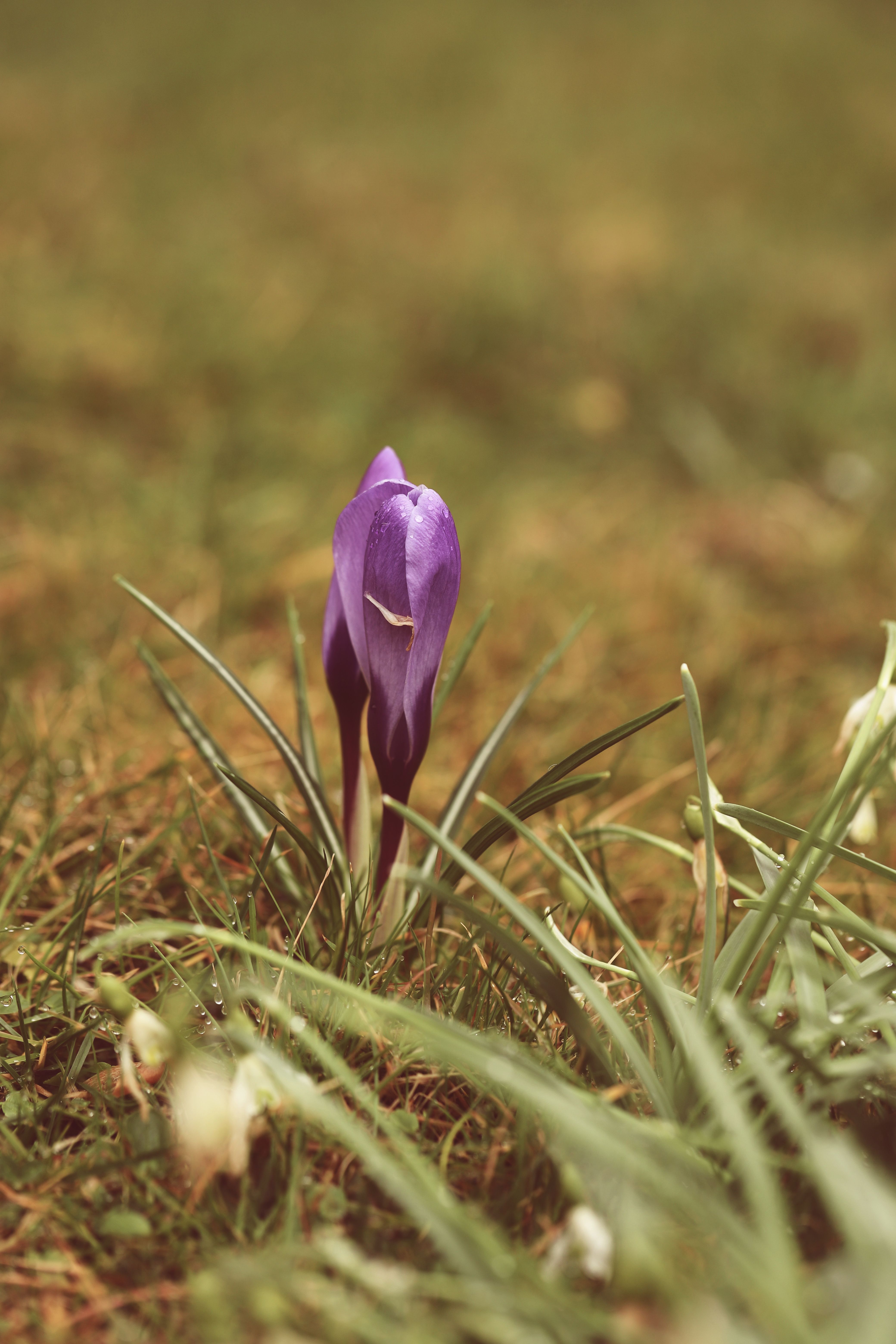 Purple Crocus Bloom in Spring Meadow · Free Stock Photo