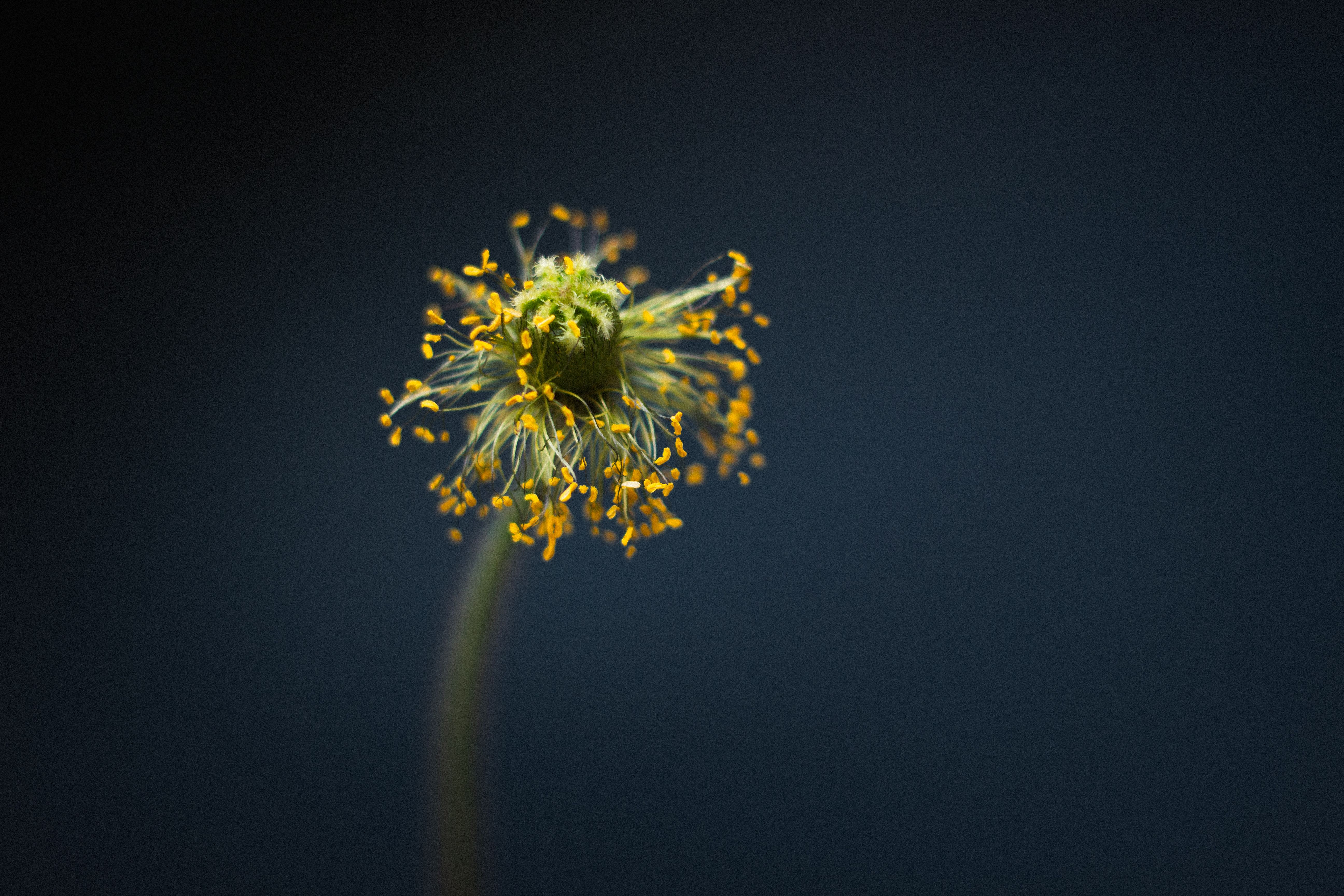 Flower Halos Photos, Download The BEST Free Flower Halos Stock Photos ...