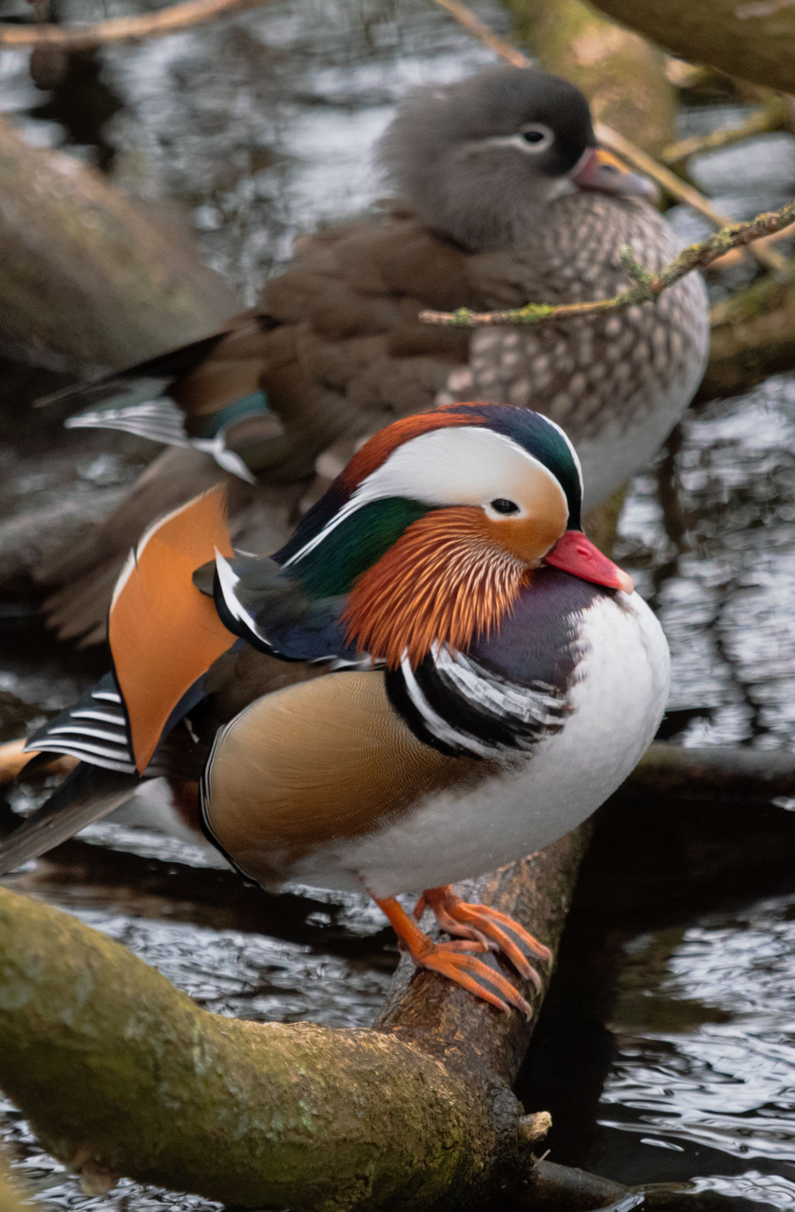 Colorful Mandarin Ducks Resting by Water · Free Stock Photo