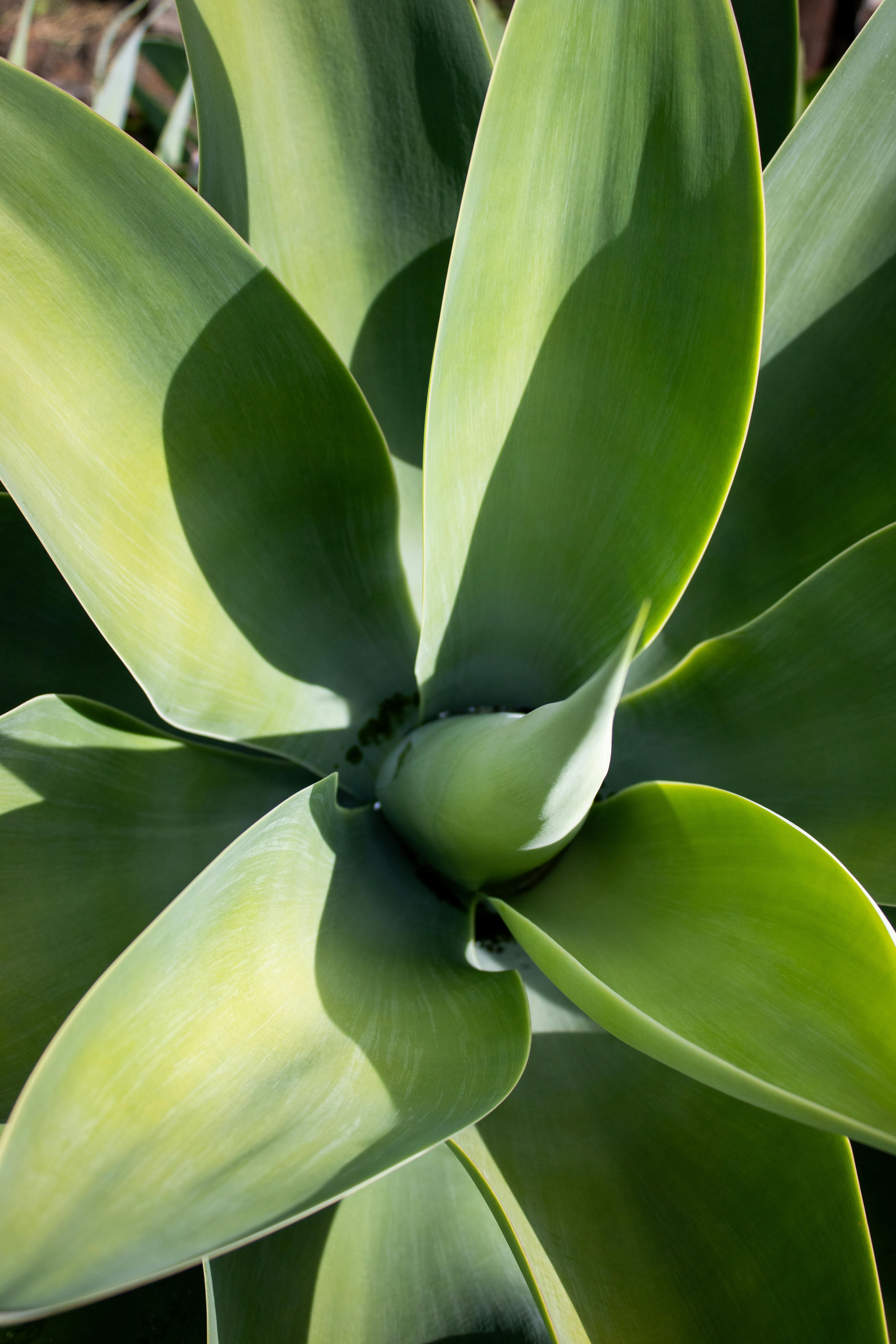Close-up of Agave Plant Leaf Pattern · Free Stock Photo