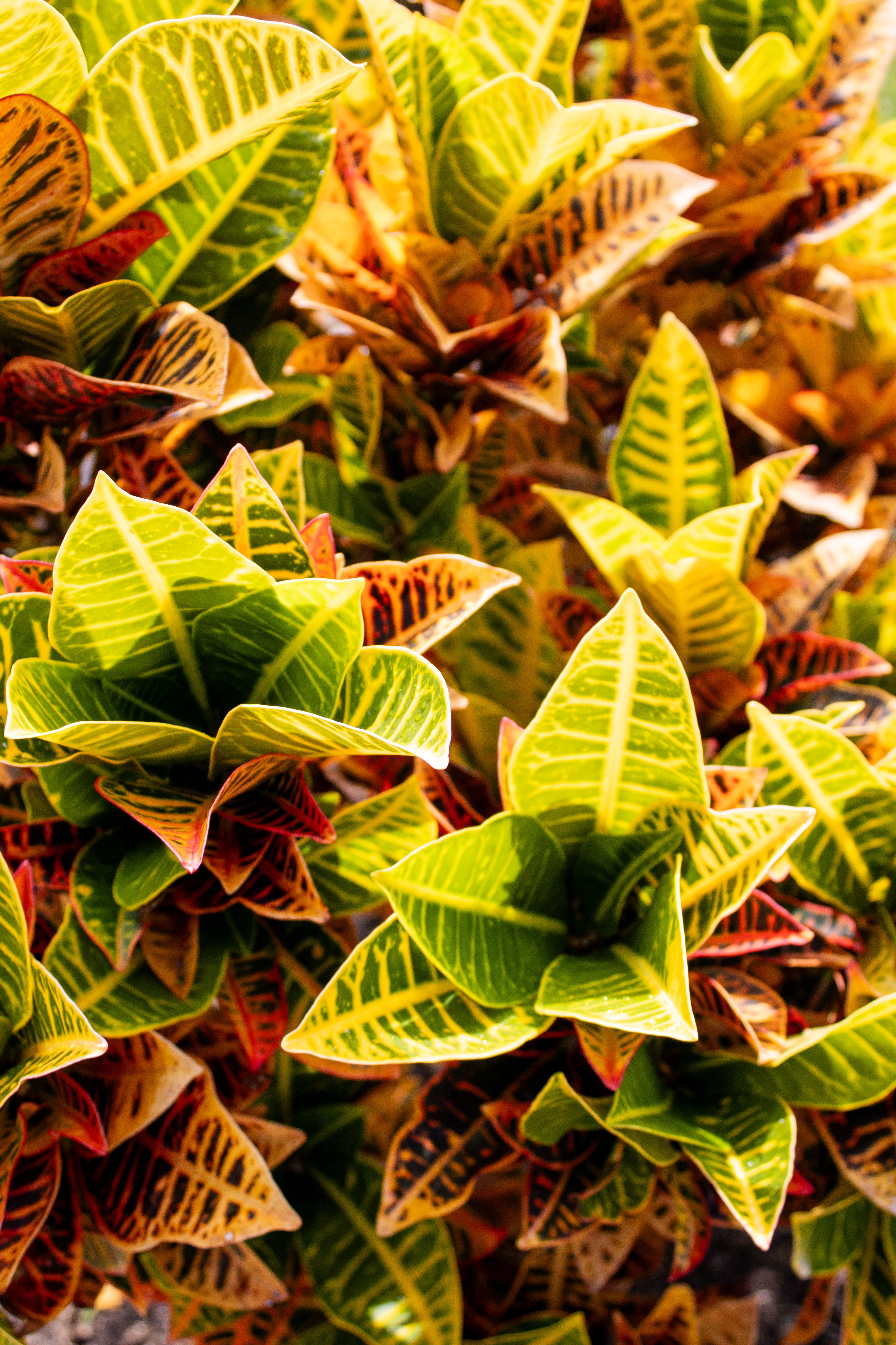 Vibrant Croton Plants in Santa Marta · Free Stock Photo