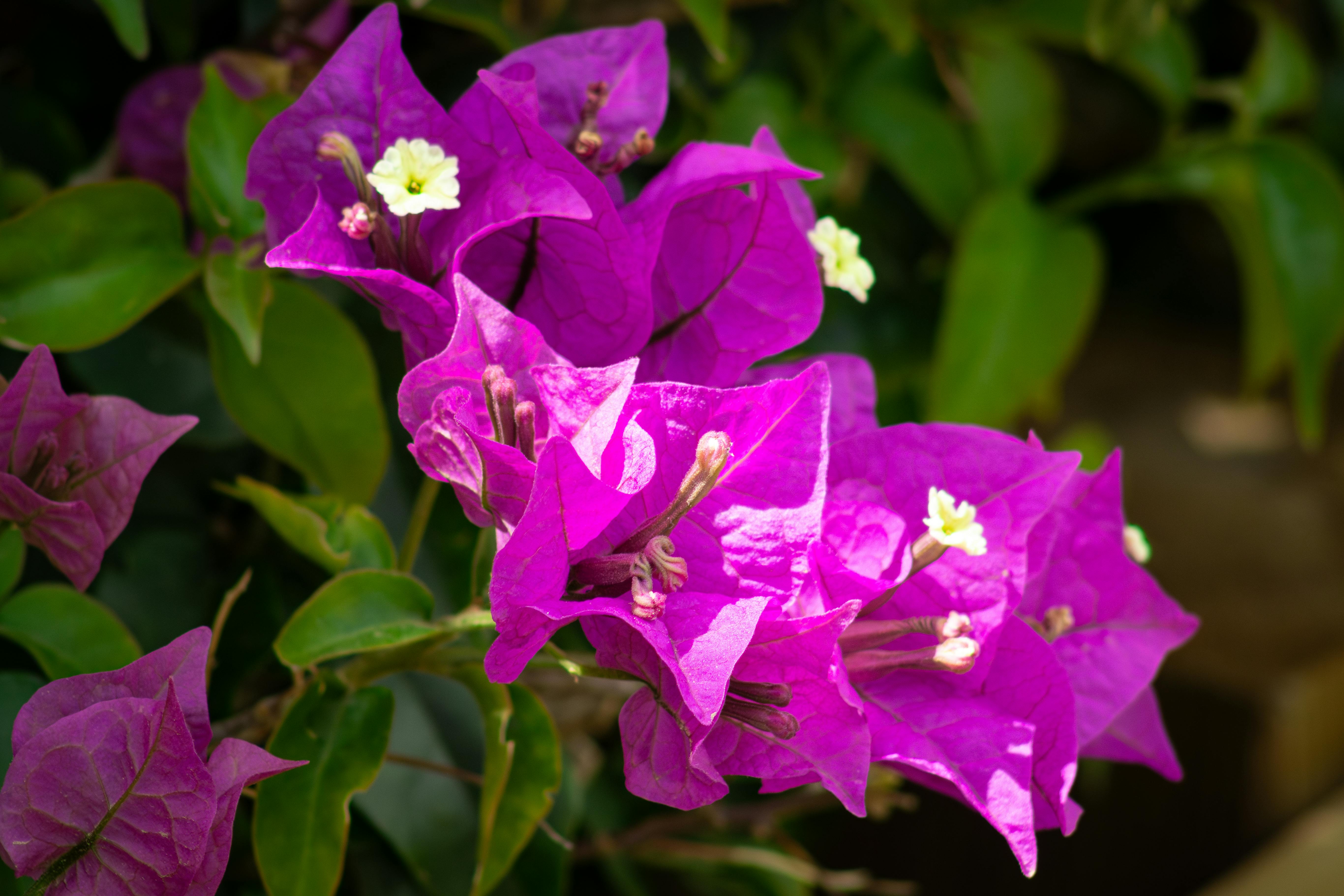 Nelson Santos - Photography